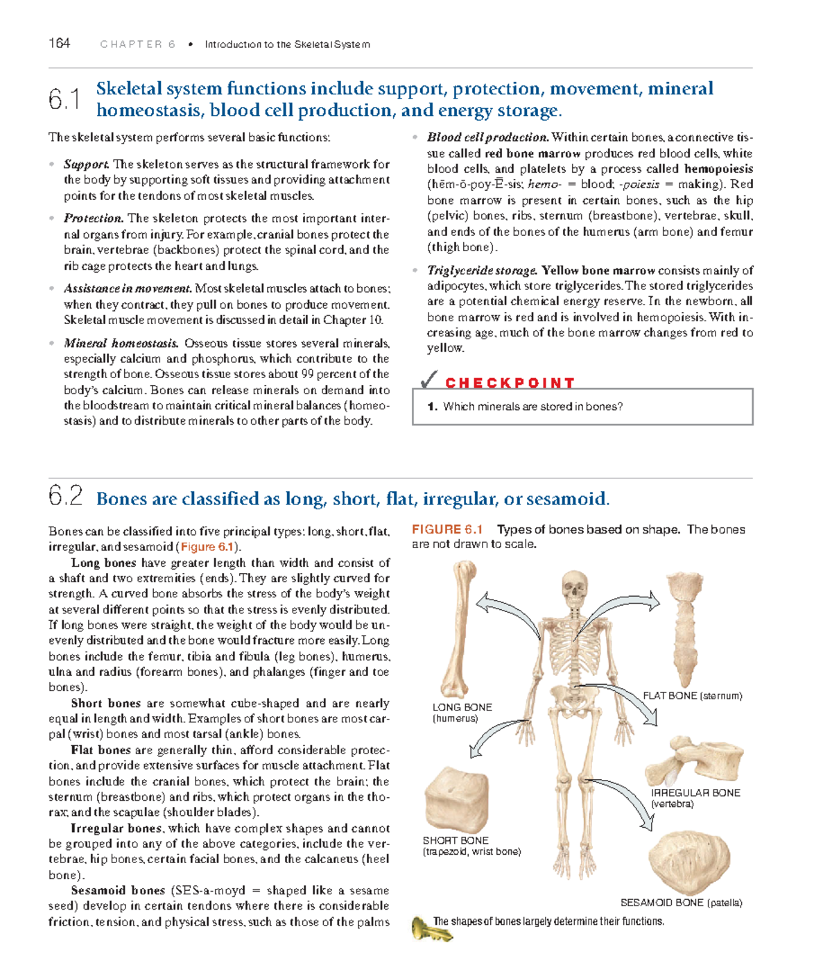 Anatomyandphy-72 - 164 C H A P T E R 6 • Introduction to the Skeletal ...
