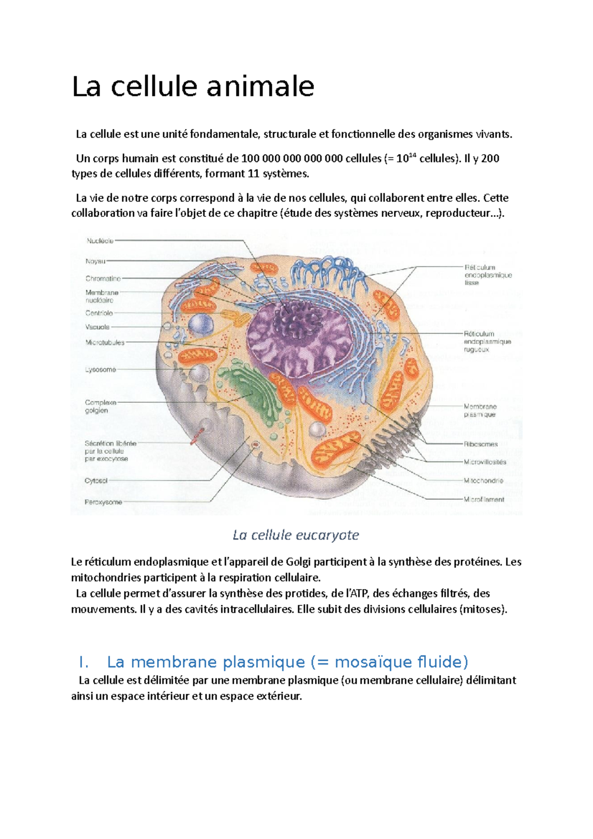 La cellule animale - Un corps humain est constitué de 100 000 000 000 ...