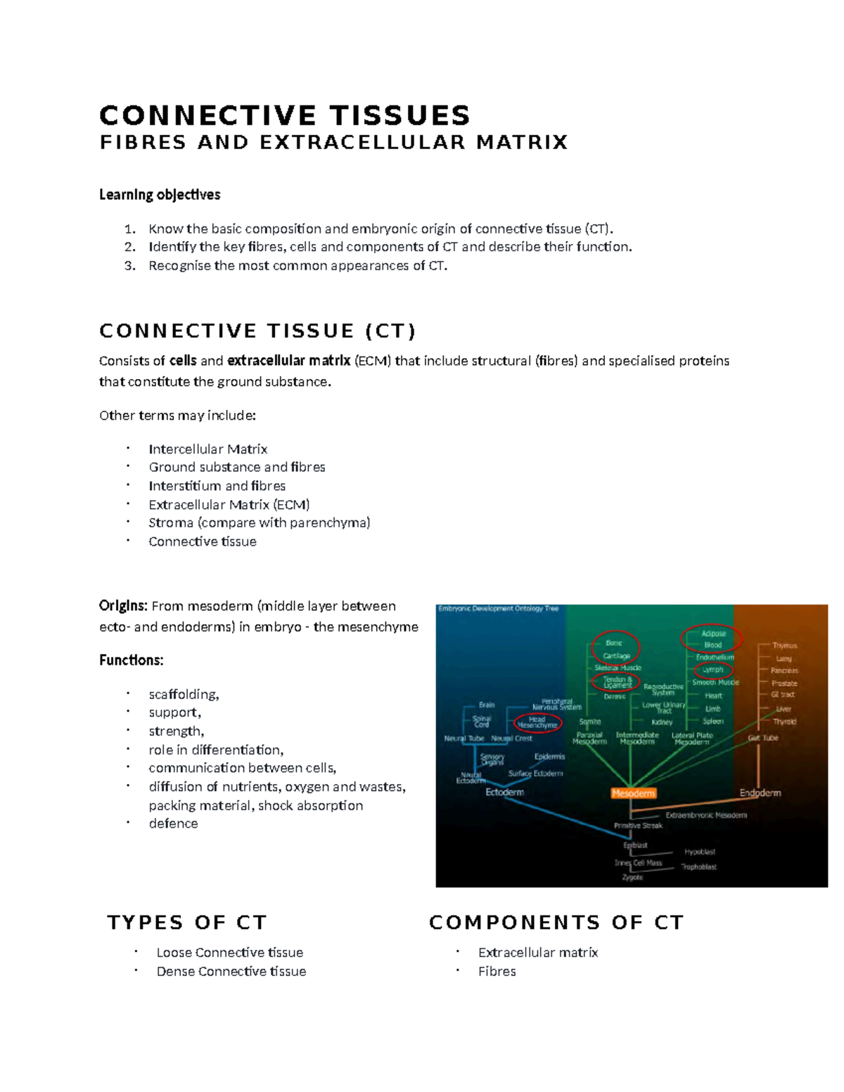 Connective tissues - CONNECTIVE TISSUES F IB R E S A N D E X T R A C E ...