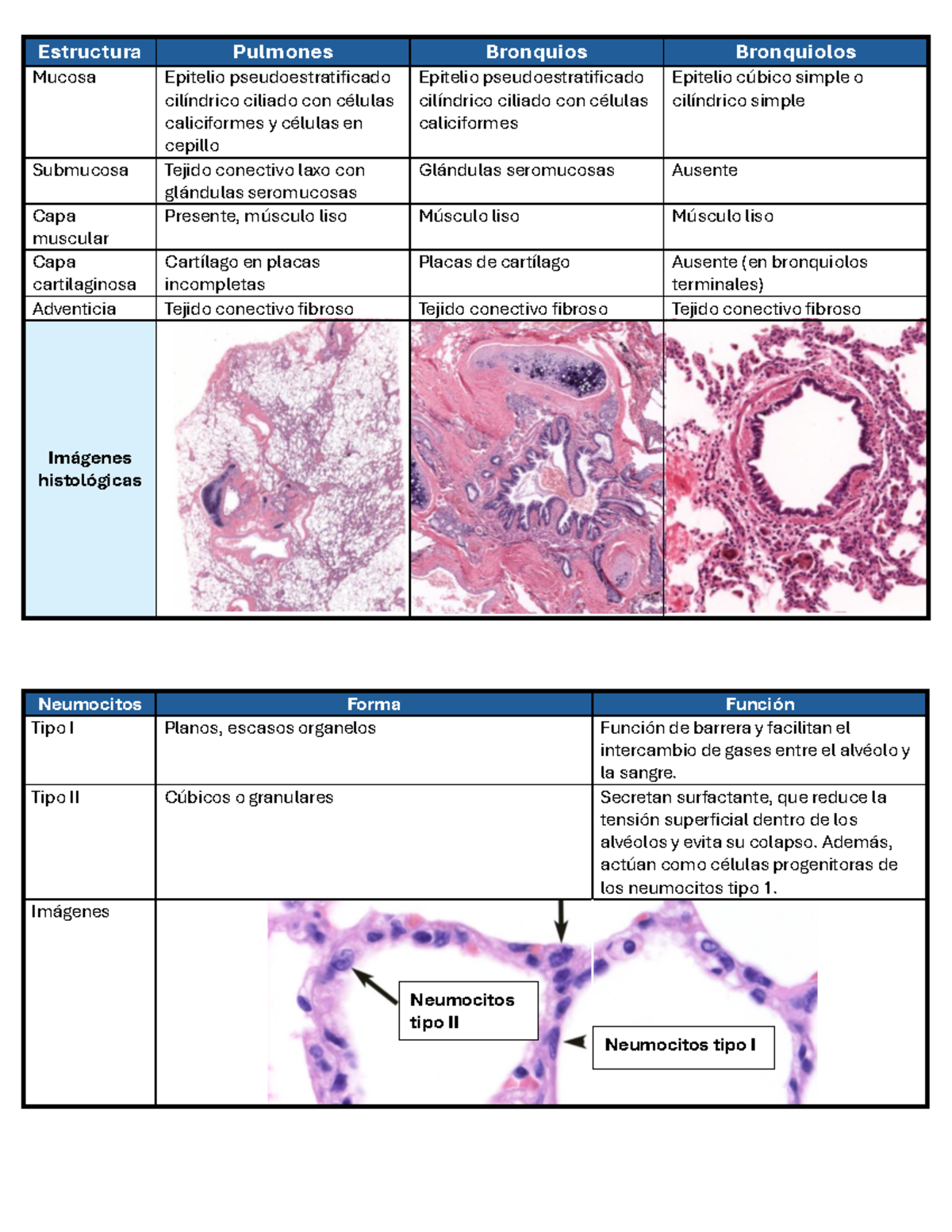 Histología respiratorio - Neumocitos Forma Función Tipo I Planos ...