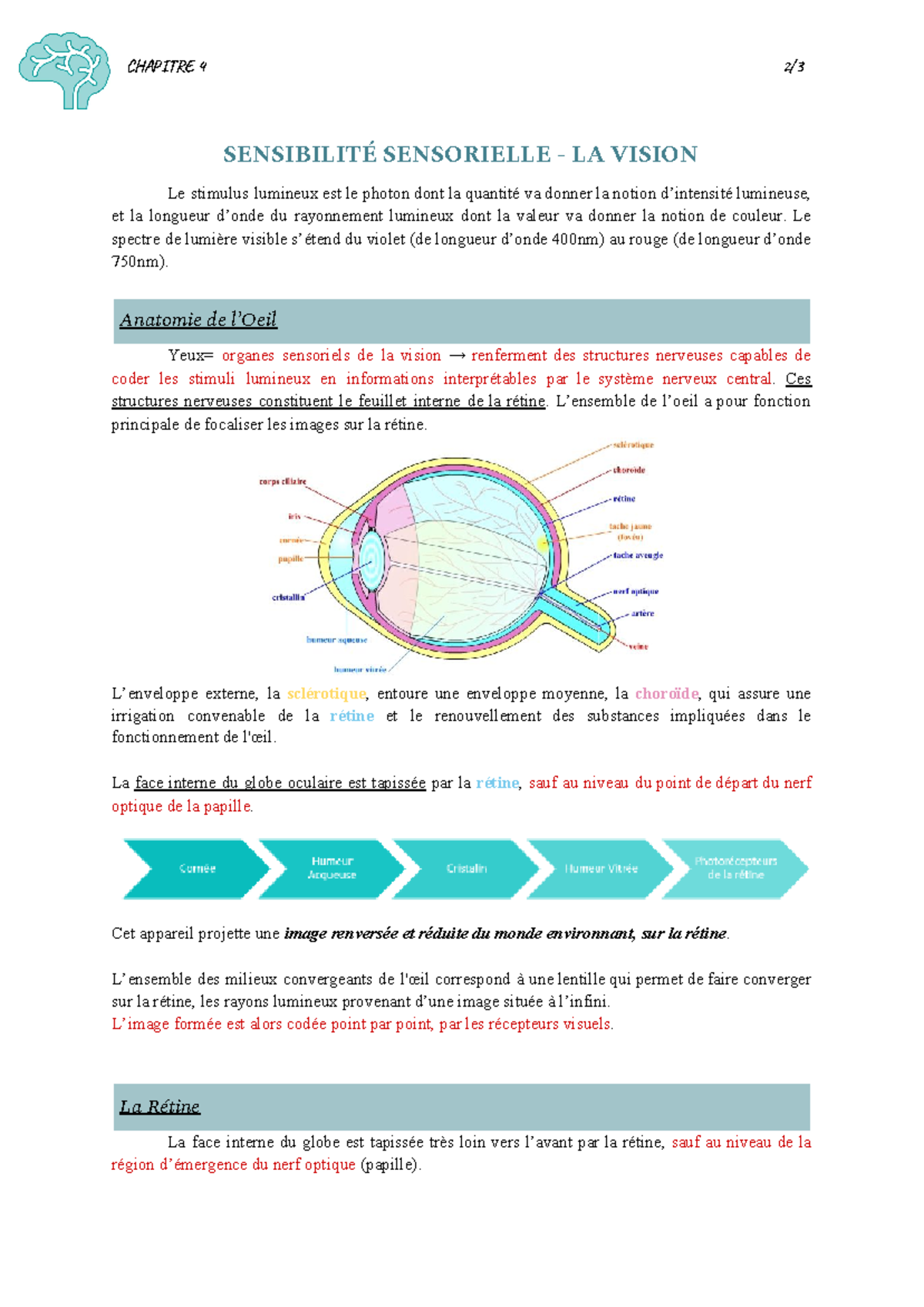 Neurosciences L3 S5 - Chapitre :Vision Partie 2 - SENSIBILITÉ ...