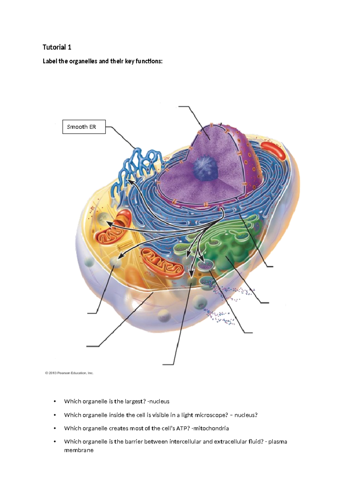 Synthesis session 1 - questions and answers - Tutorial 1 Label the ...