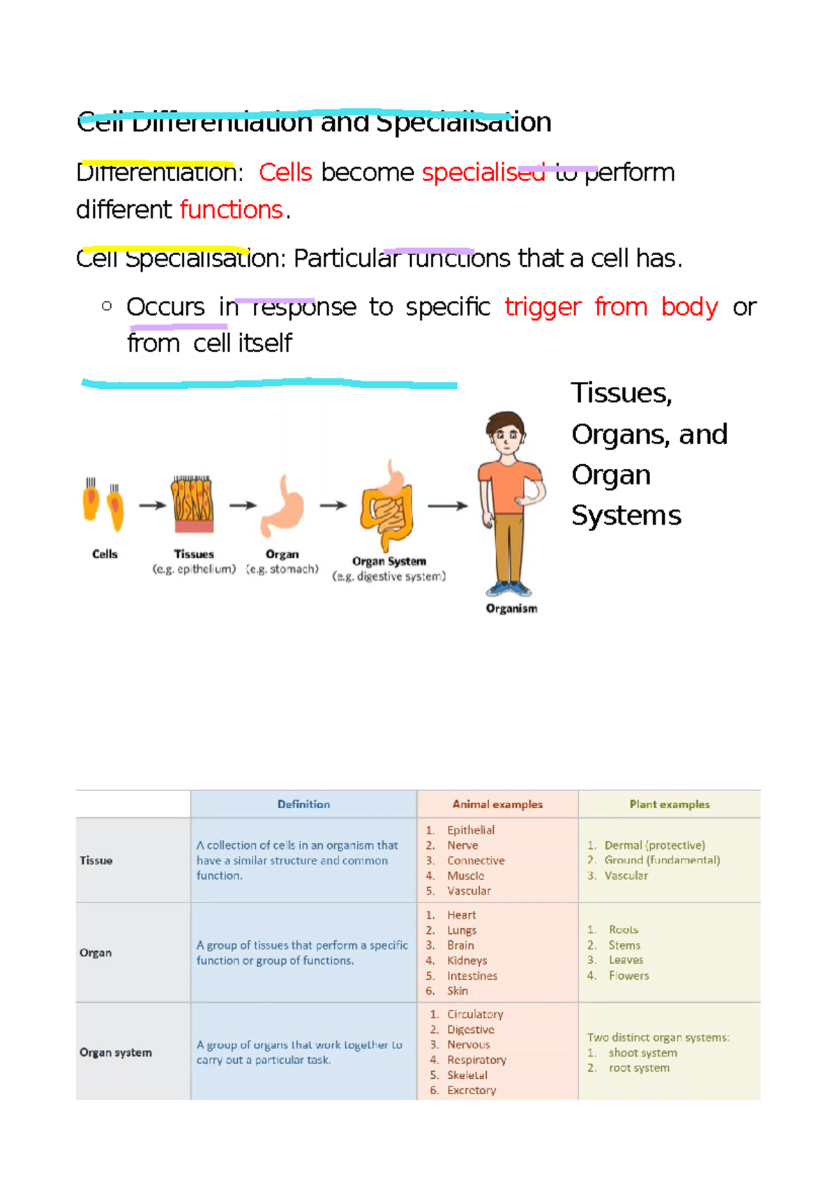 Biology Preliminary Study Notes - Cell Differentiation and ...