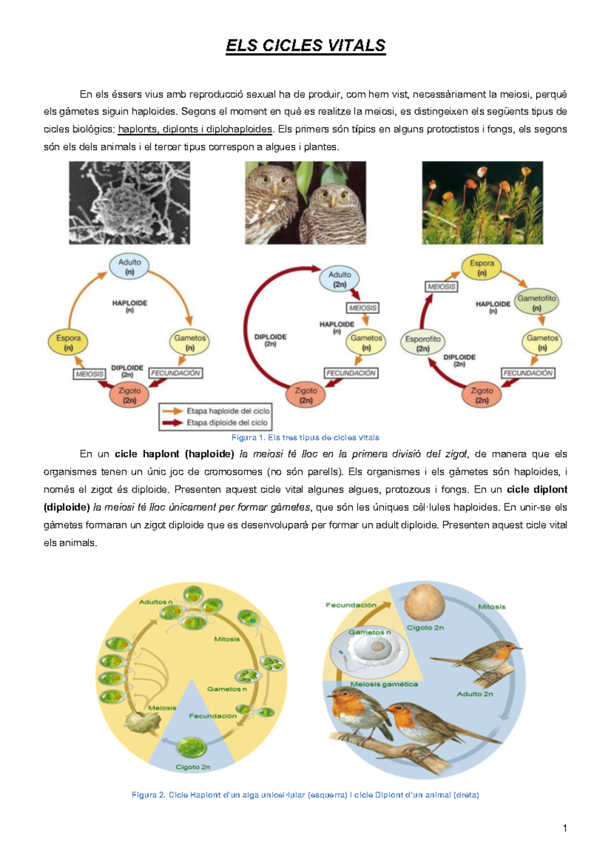 6 Cicles Vitals - nghmghm - 1 ELS CICLES VITALS En els éssers vius amb ...