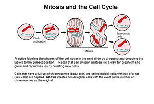 9278-MGAdm - 9278-MGAdm - BIO E-65C - Harvard - Studocu