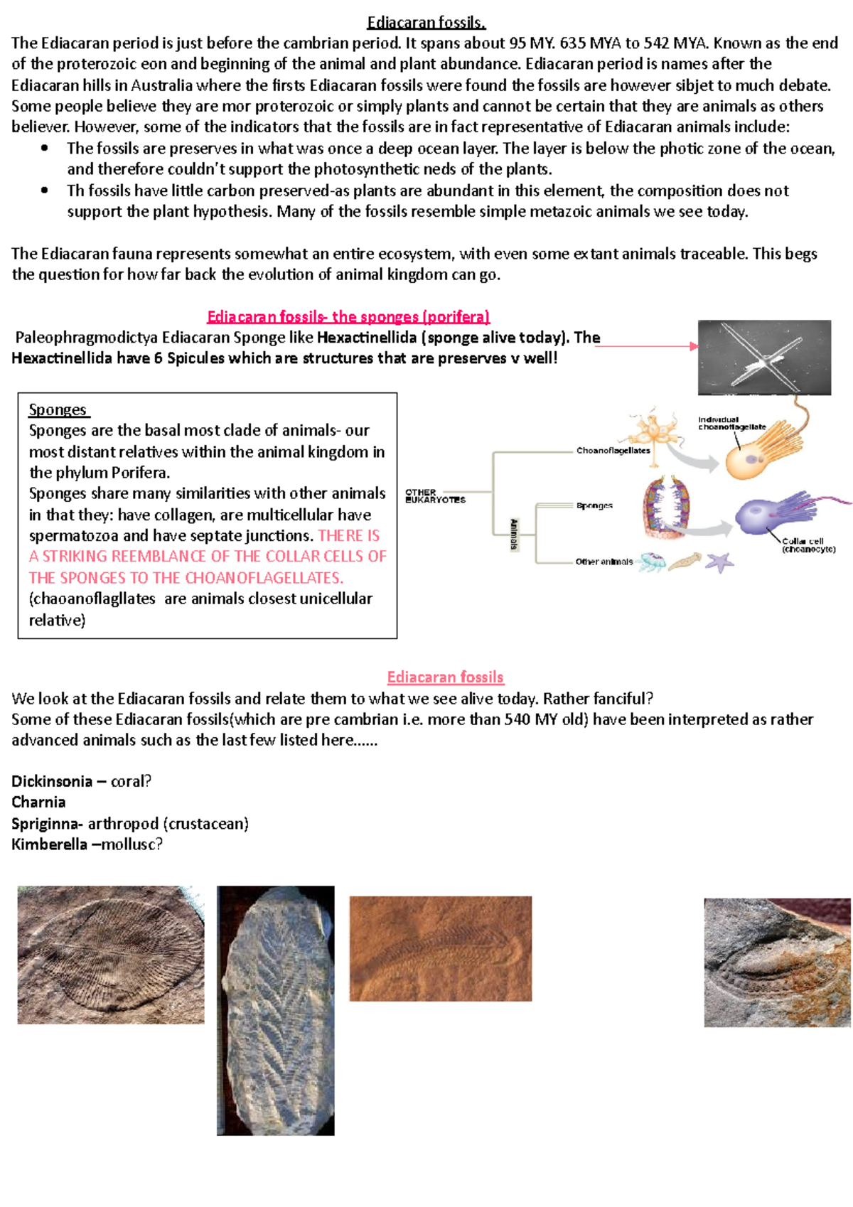 Ediacaran - Summary Life on Earth - Ediacaran fossils. The Ediacaran ...