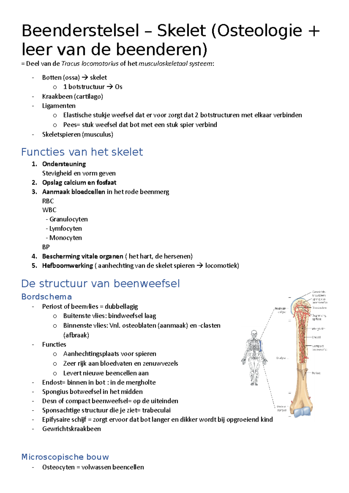 Beenderenstelsel - Samenvatting Anatomie - Beenderstelsel – Skelet ...