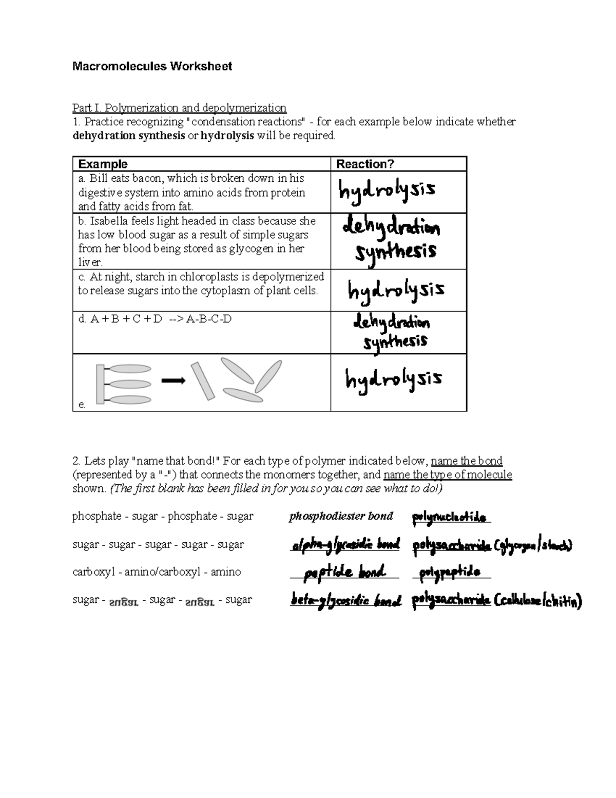 WS3 - Macromolecules - Macromolecules Worksheet BSCI170, Spring 2023 ...