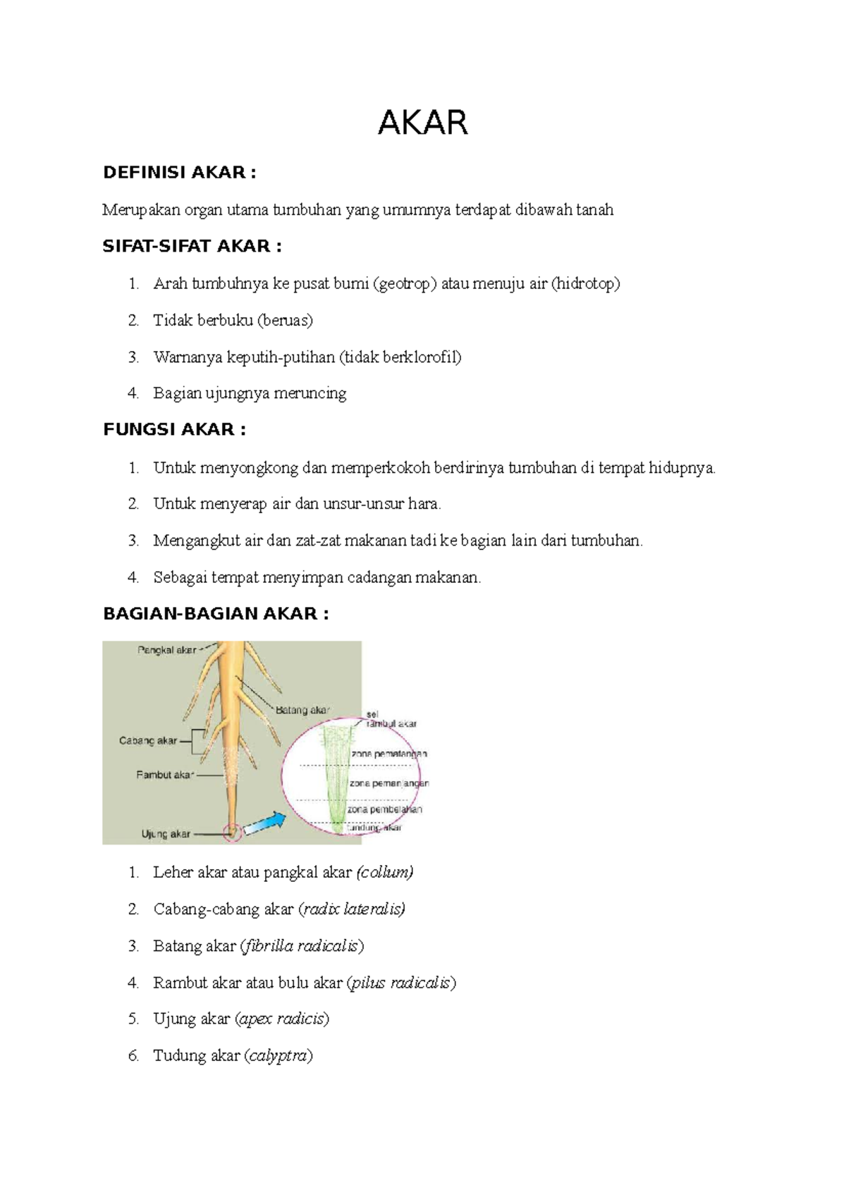 SPT - Materi AKAR - AKAR DEFINISI AKAR : Merupakan organ utama tumbuhan ...