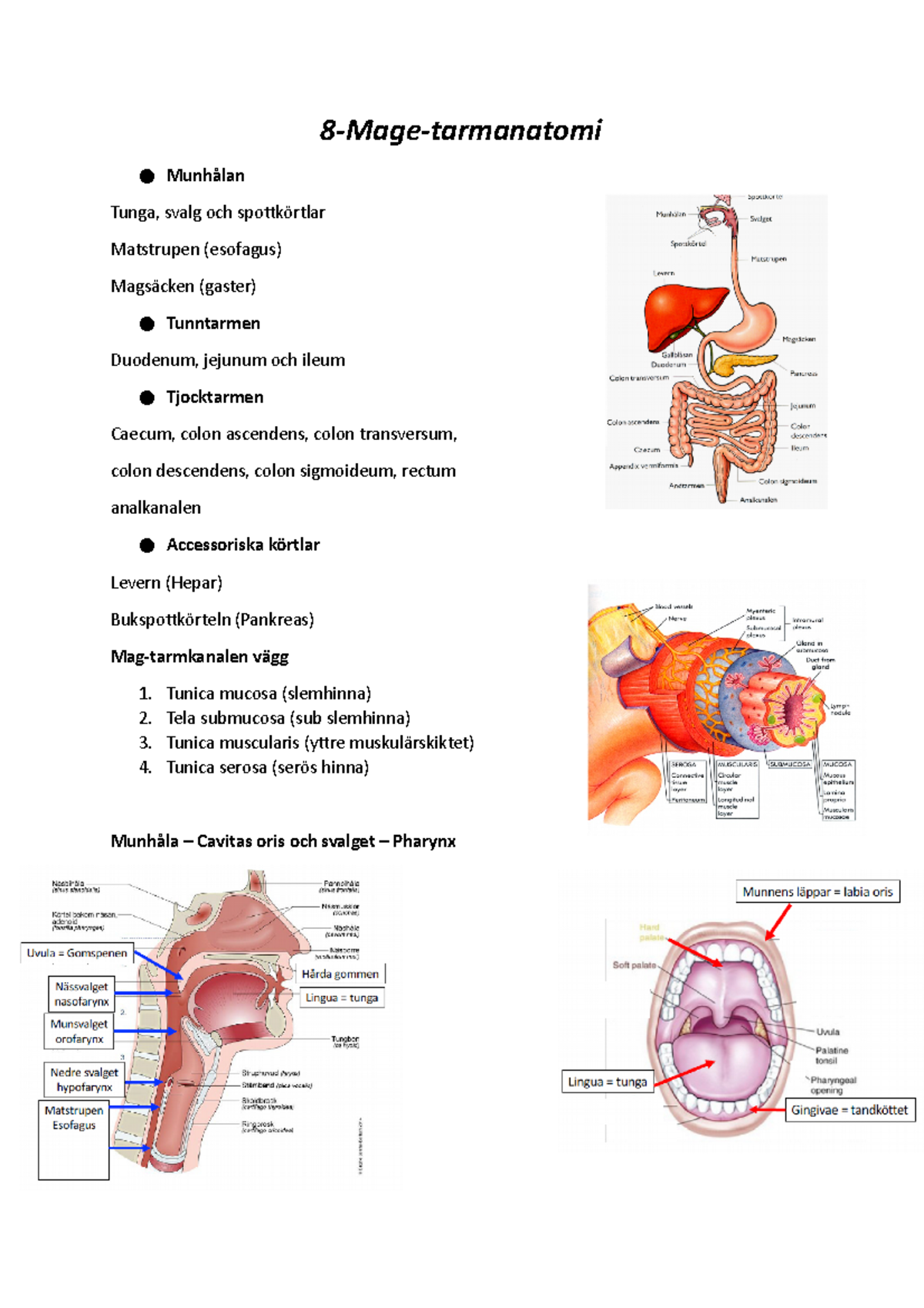 8-Mage-tarmanatomi - Anatomi: mage-tarmanatomi - 8-Mage-tarmanatomi ...