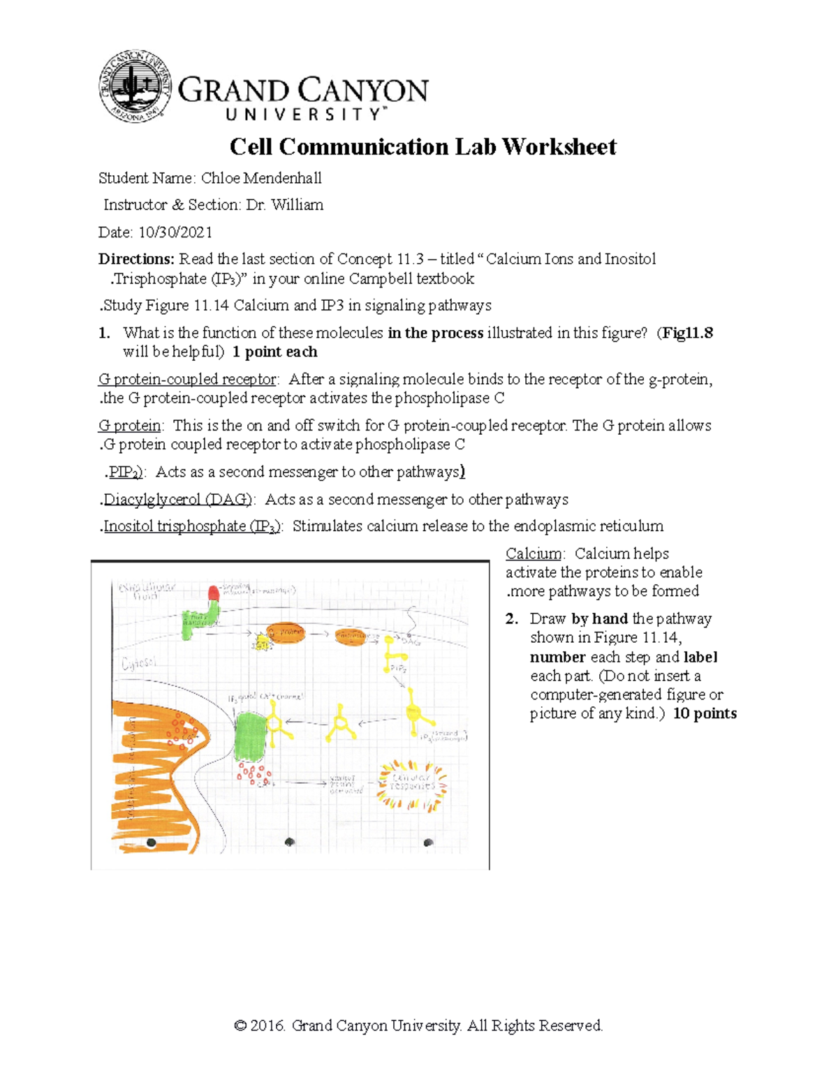 BIO-Lab 181 Cell Communication Lab WS C - BIO-181L - GCU - Studocu