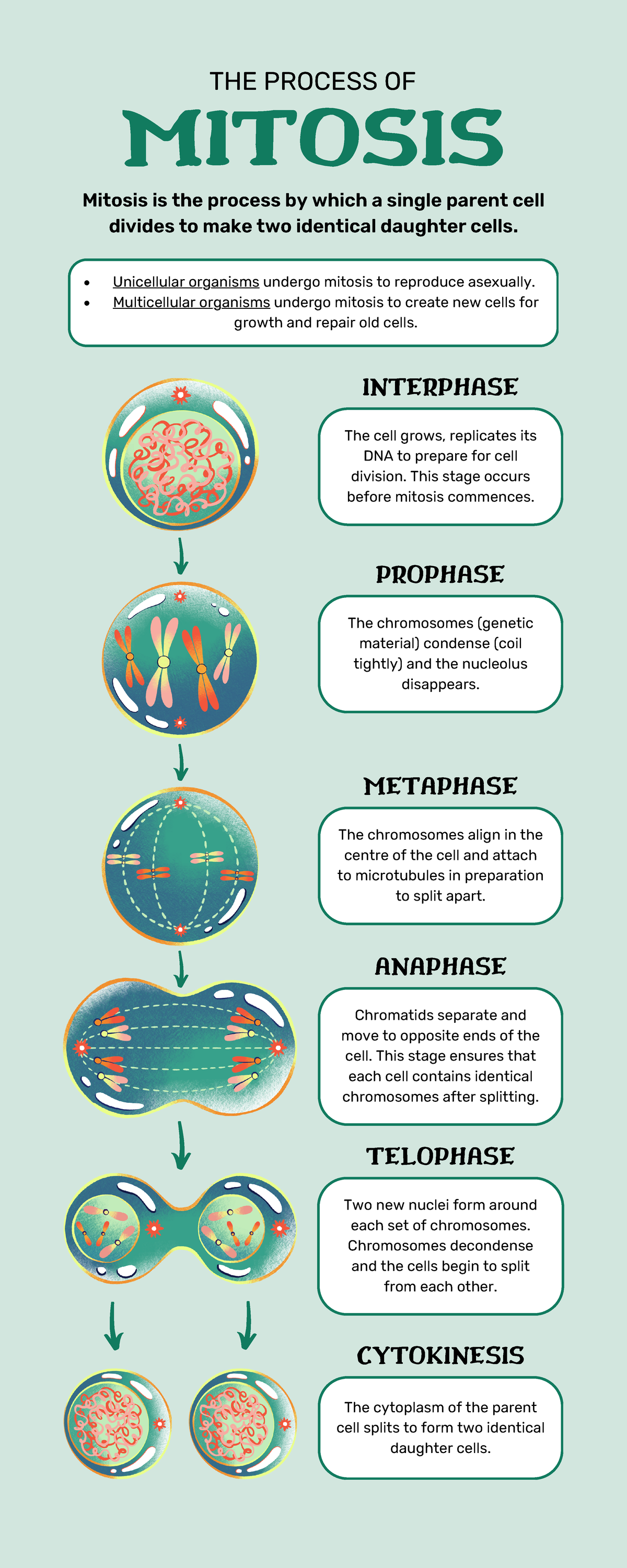 Mitosis Infographic in Green Blue Hand Drawn Style - The cell grows ...