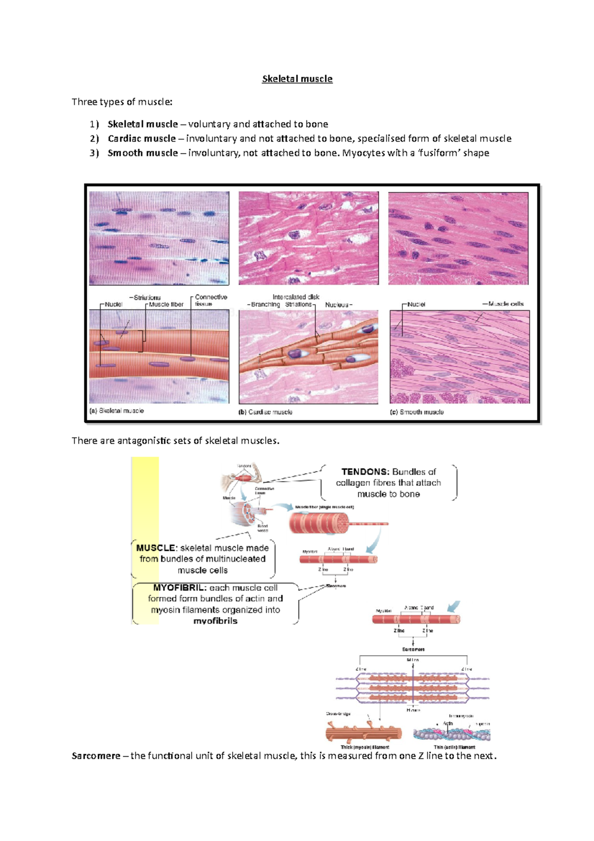 Skeletal muscle - Notes - Skeletal muscle Three types of muscle ...