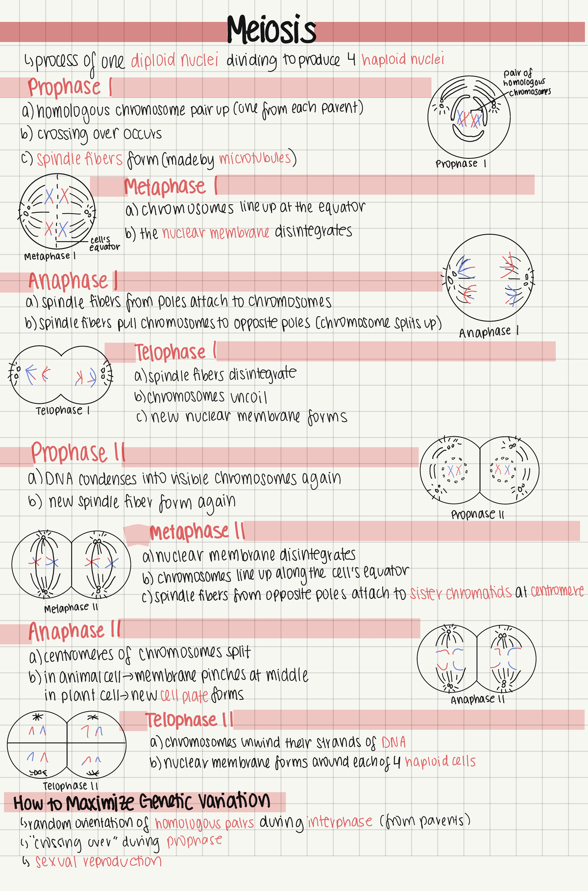 genetics - ib biology hl 1🧬 - Studocu