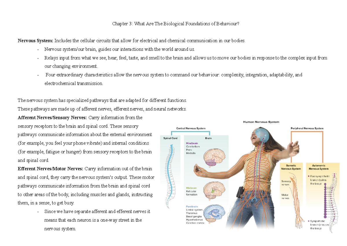 Chapter 3: What Are The Biological Foundations of Behaviour - Nervous system/our brain, guides ...