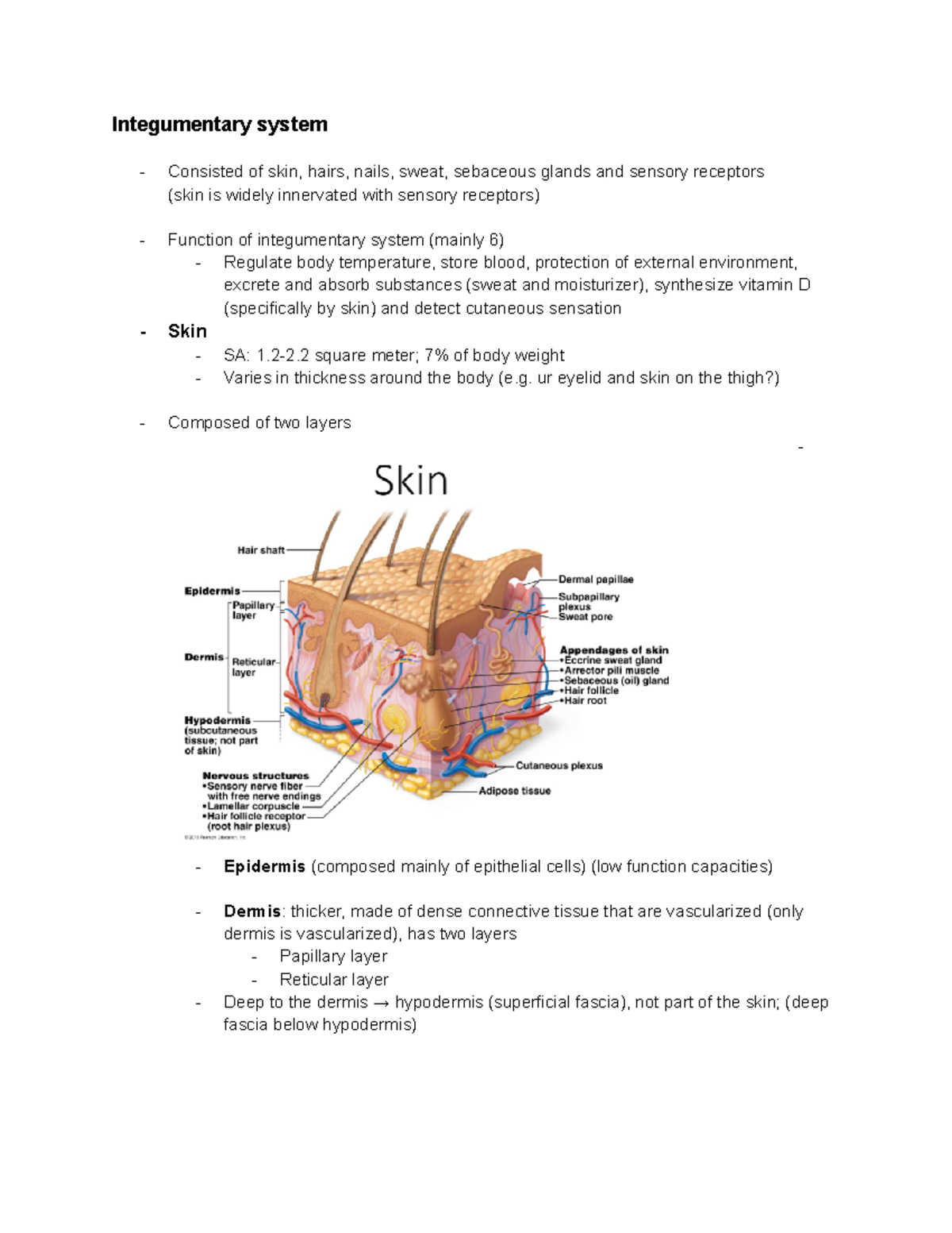 Integumentary system and skin - Integumentary system - Consisted of ...