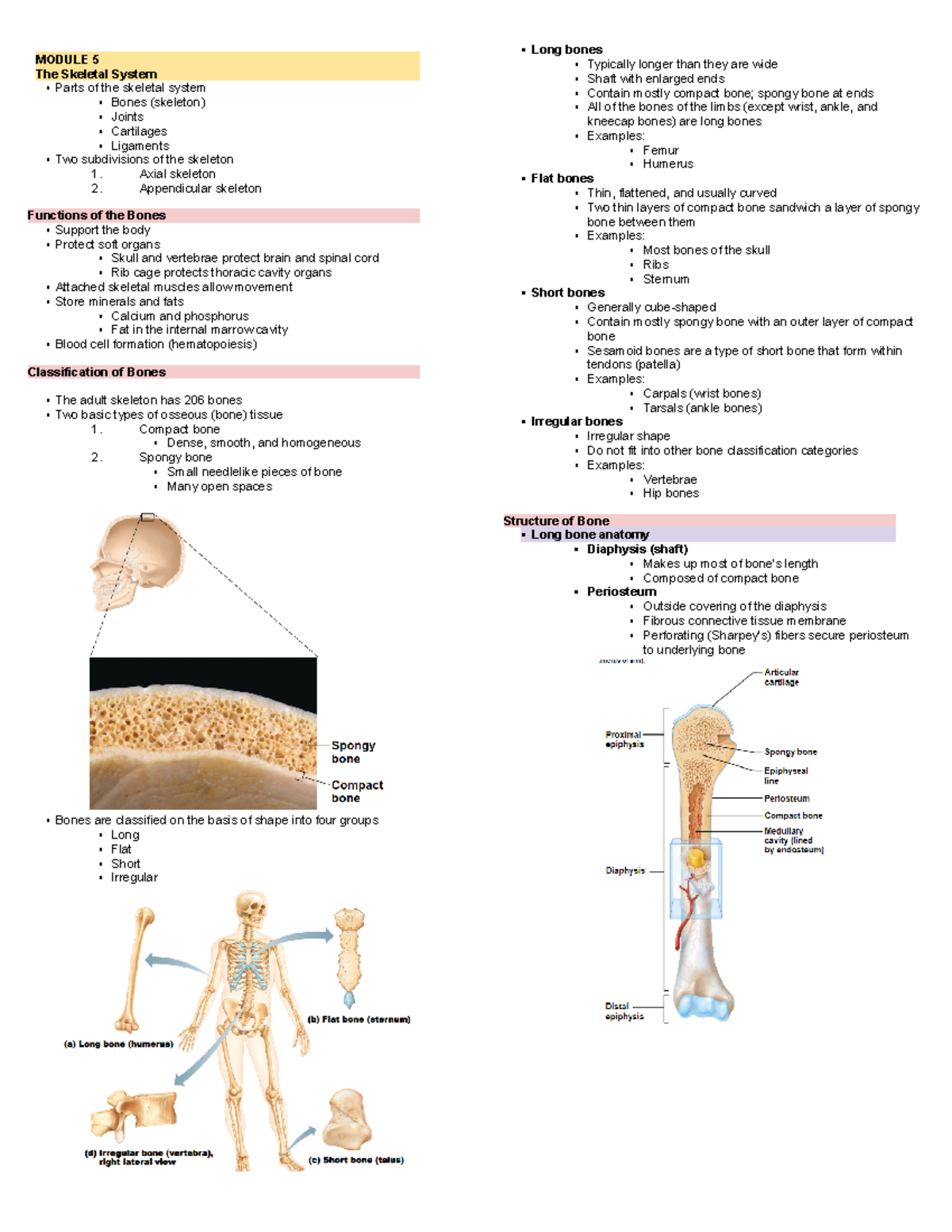 Copy of 5 Skeletal System - MODULE 5 The Skeletal System Parts of the ...