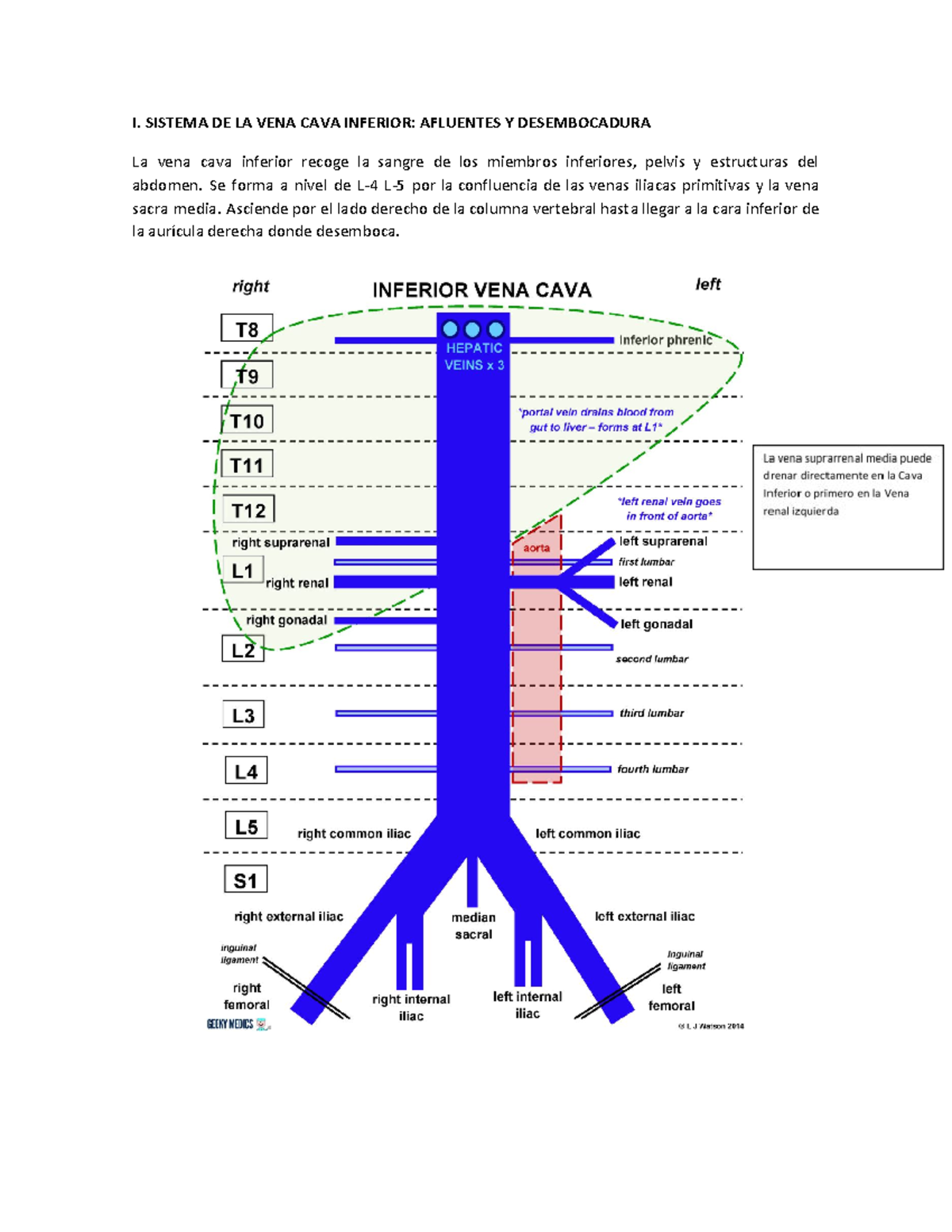 Resumen DE Venas - I. SISTEMA DE LA VENA CAVA INFERIOR: AFLUENTES Y ...