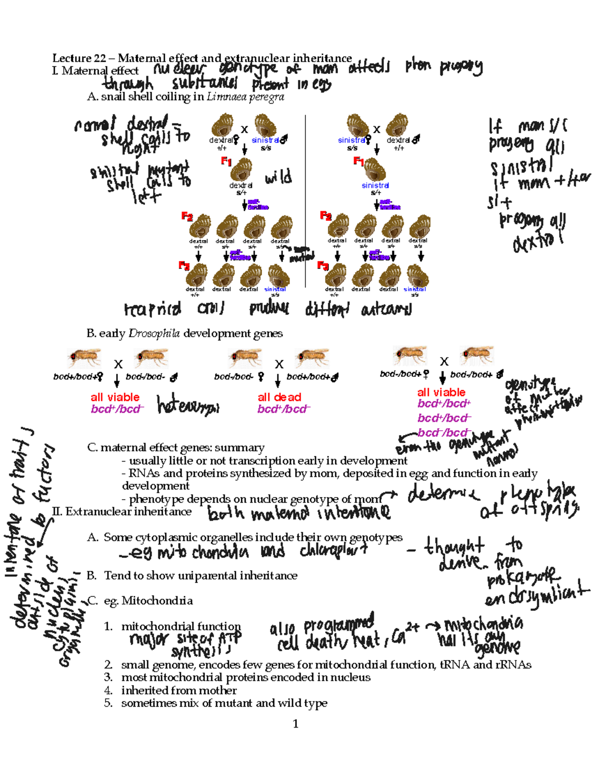 Lec22 2 - sda - 1 Lecture 2 2 – Maternal effect and extranuclear ...