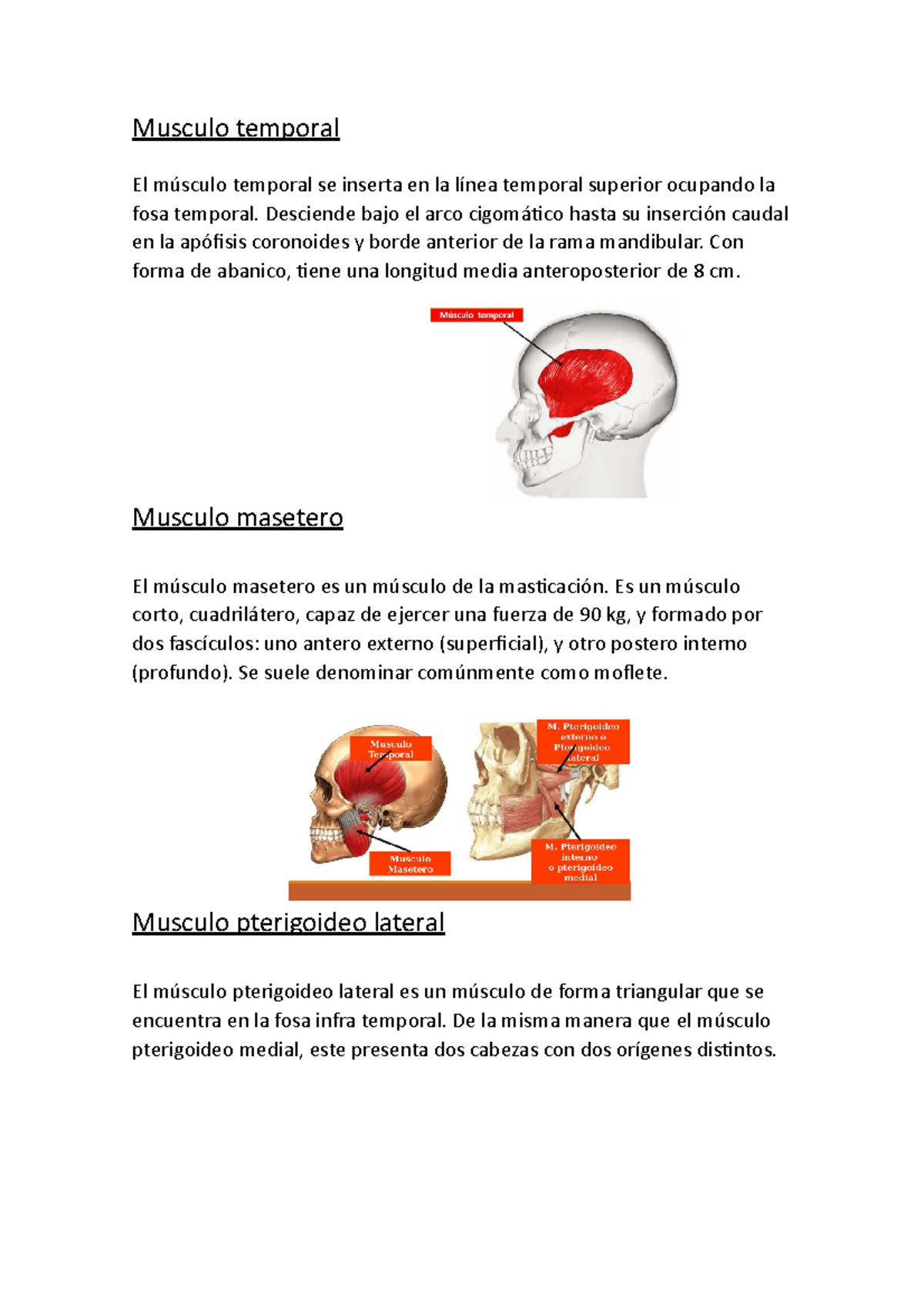 Musculos faciales - tarea - Musculo temporal El músculo temporal se ...