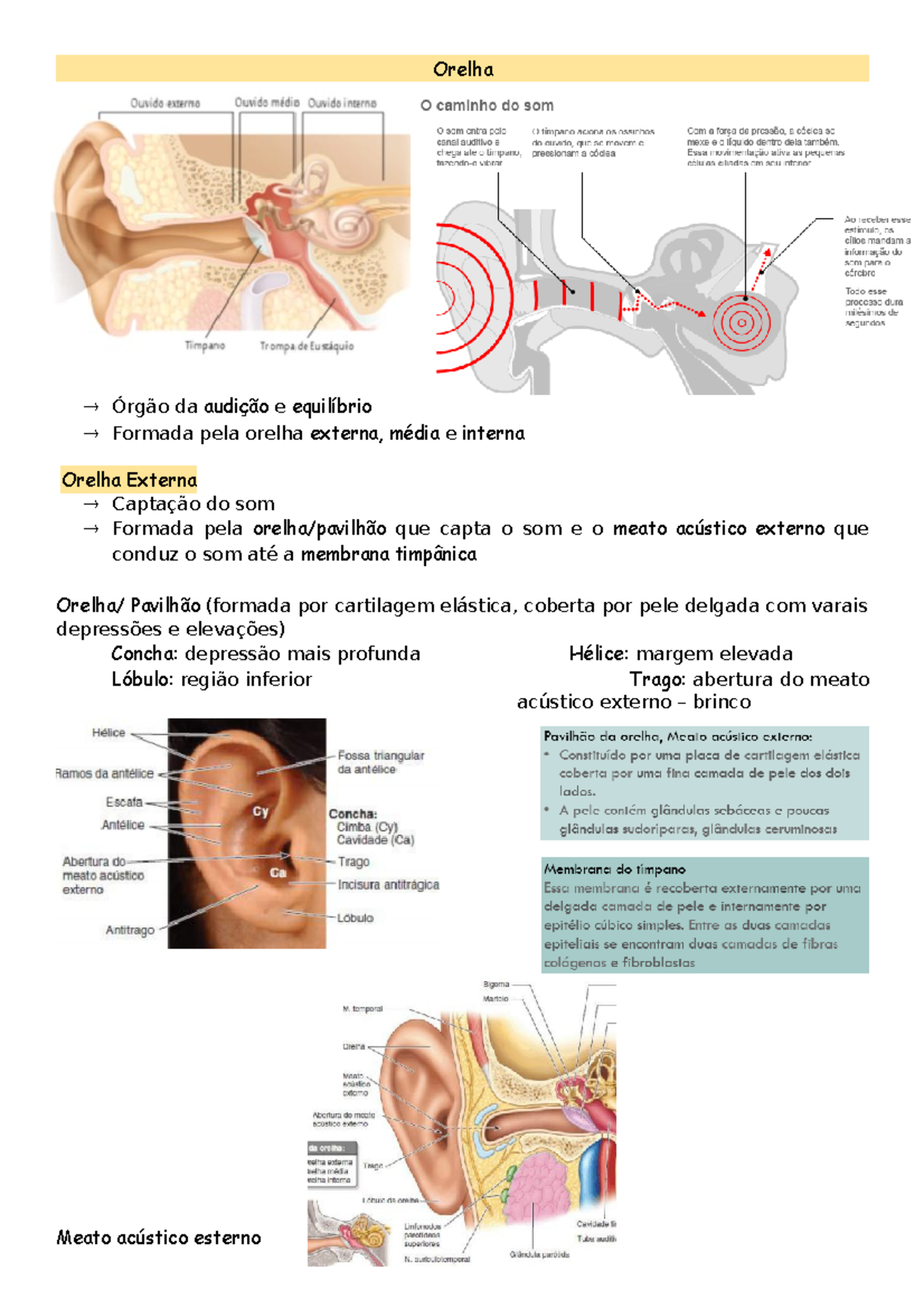 Resumo - Orelha Média, Interna e Externa. - Orelha Órgão da audição e ...