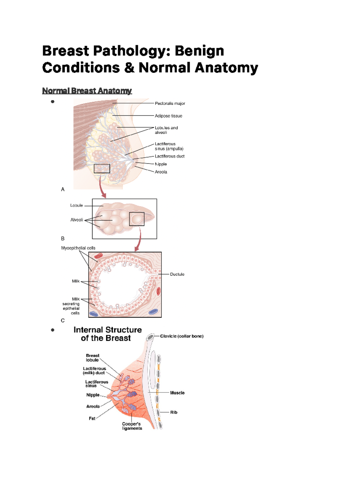 Breast Pathology Benign Conditions and Normal Anatomy - B re a s t Pa t ...