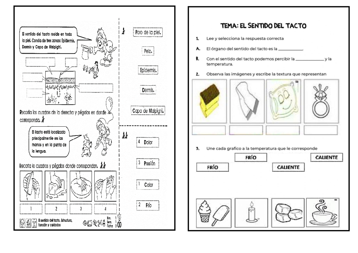 Ficha 2 Sentido DEL Tacto - TEMA: EL SENTIDO DEL TACTO El sentido del ...