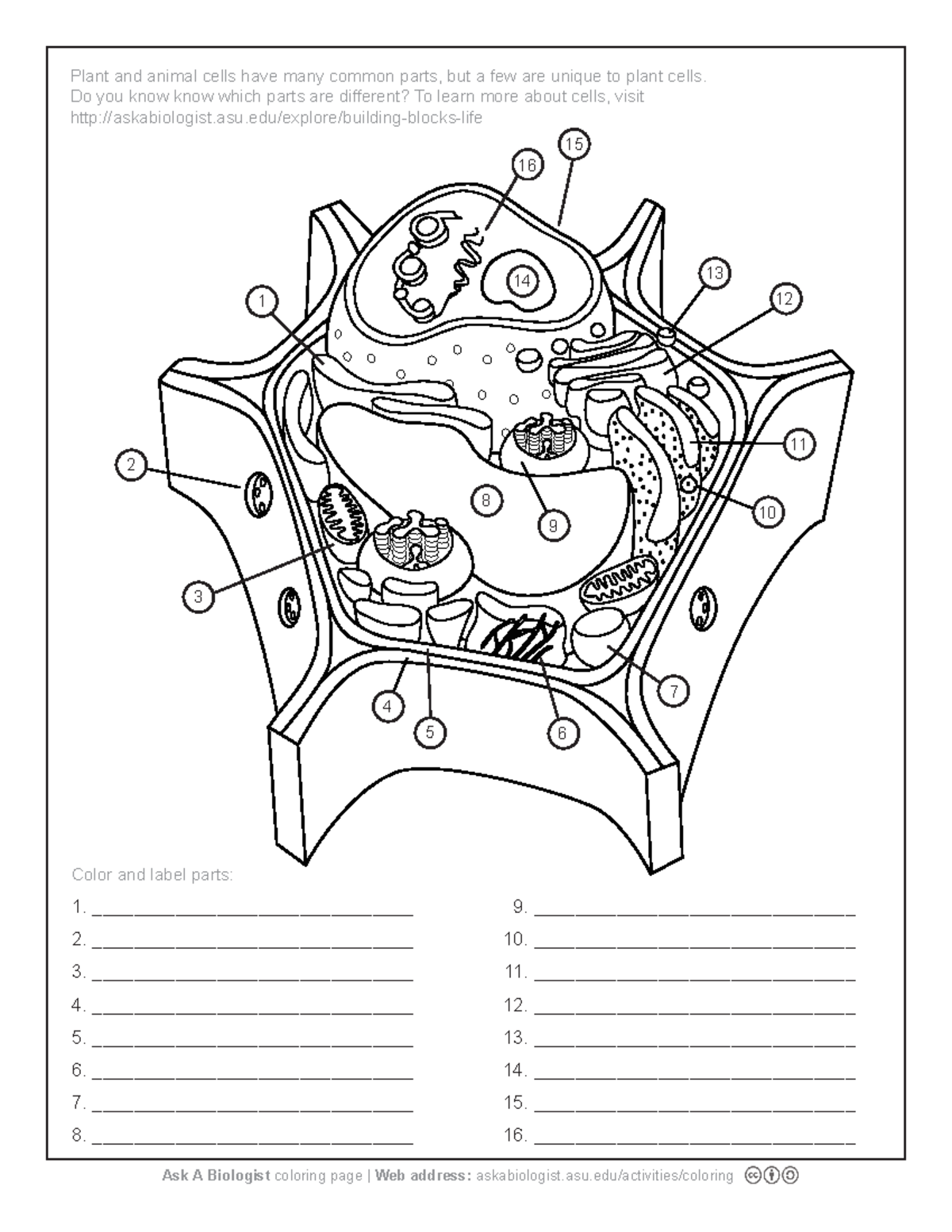 Plant cell diagram - Plant and animal cells have many common parts, but ...