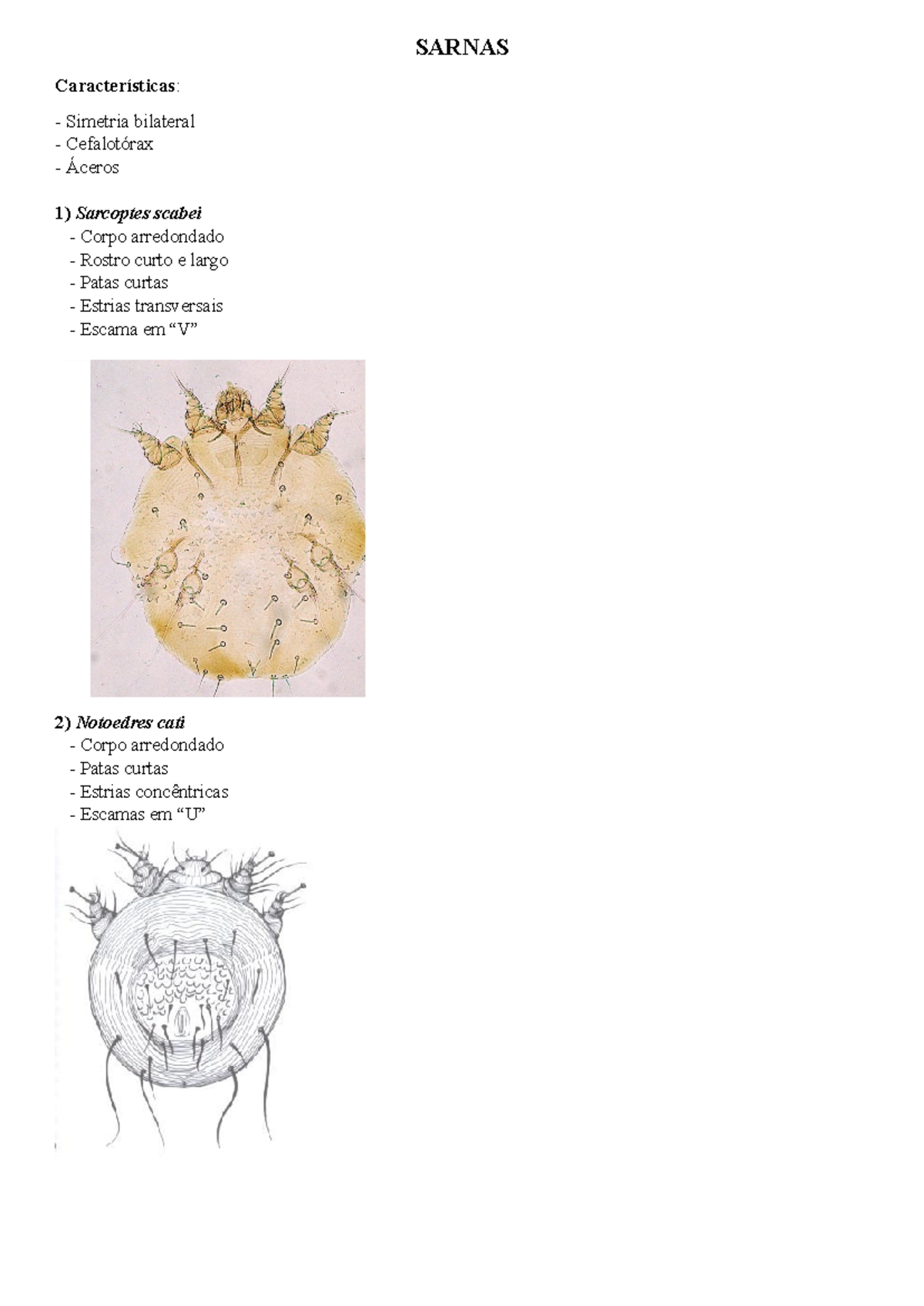 Sarnas - parasitologia - SARNAS Características: Simetria bilateral ...