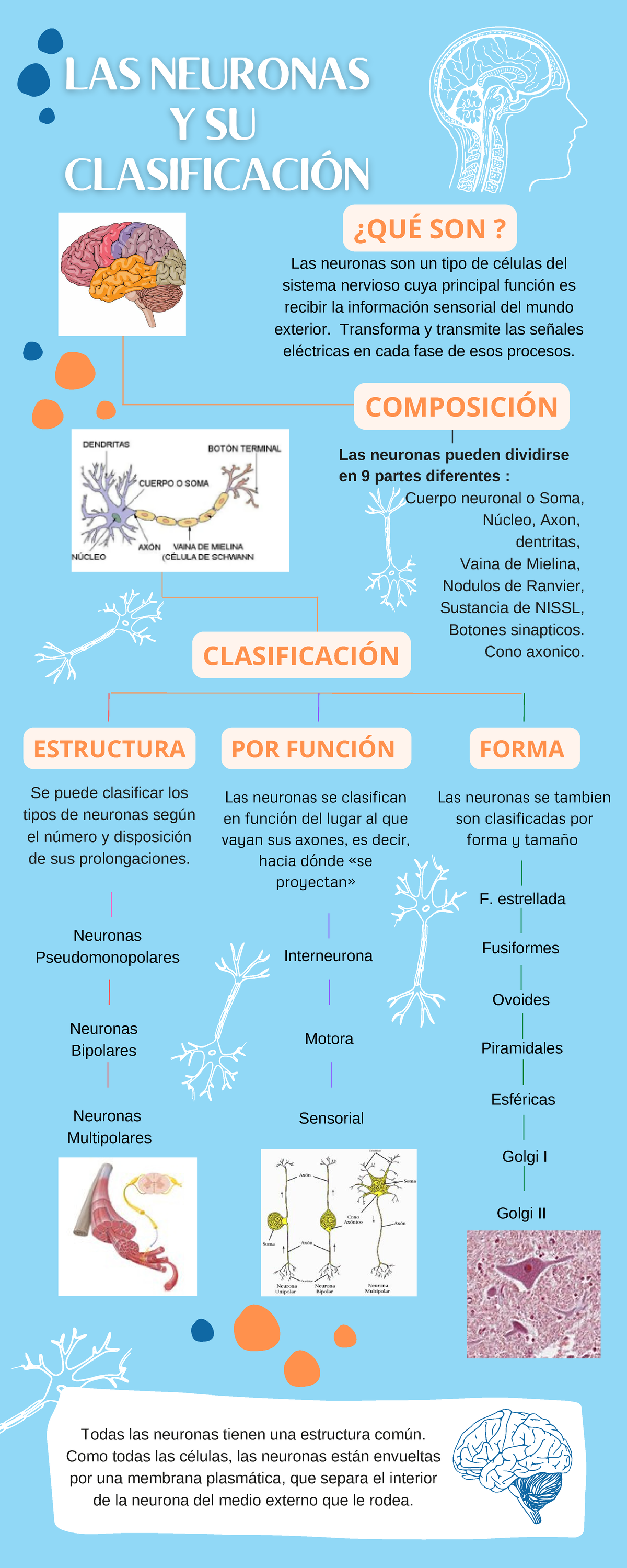 LAS Neuronas Y SU Clasificación - POR FUNCIÓN Las neuronas se ...