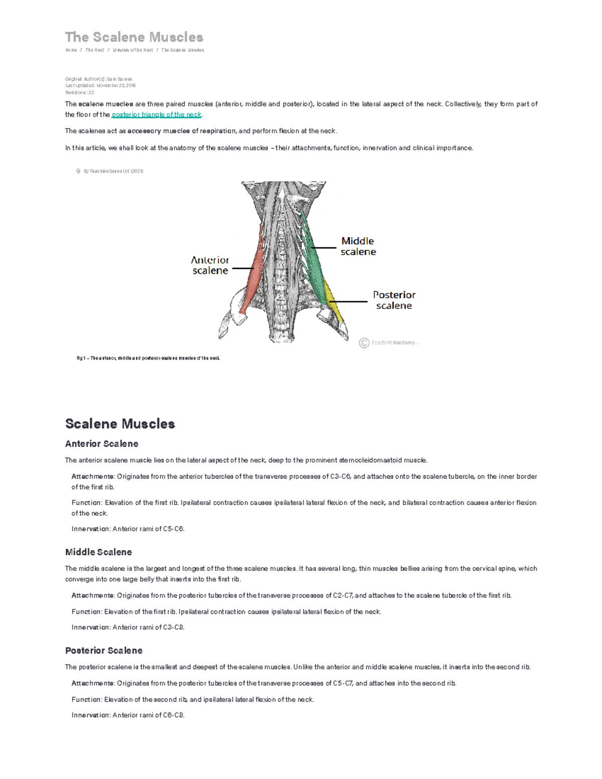 The Scalene Muscles - Attachments - Action - Innervation - Teach Me Anatomy - The Scalene ...