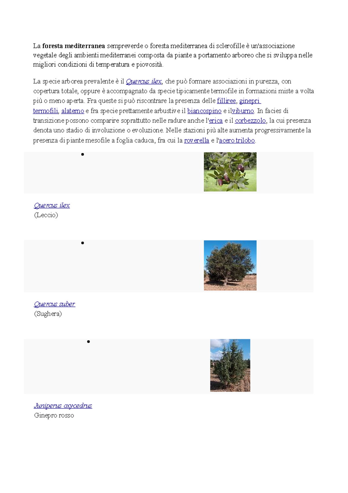 La foresta mediterranea - scienze della formazione primaria - botanica ...