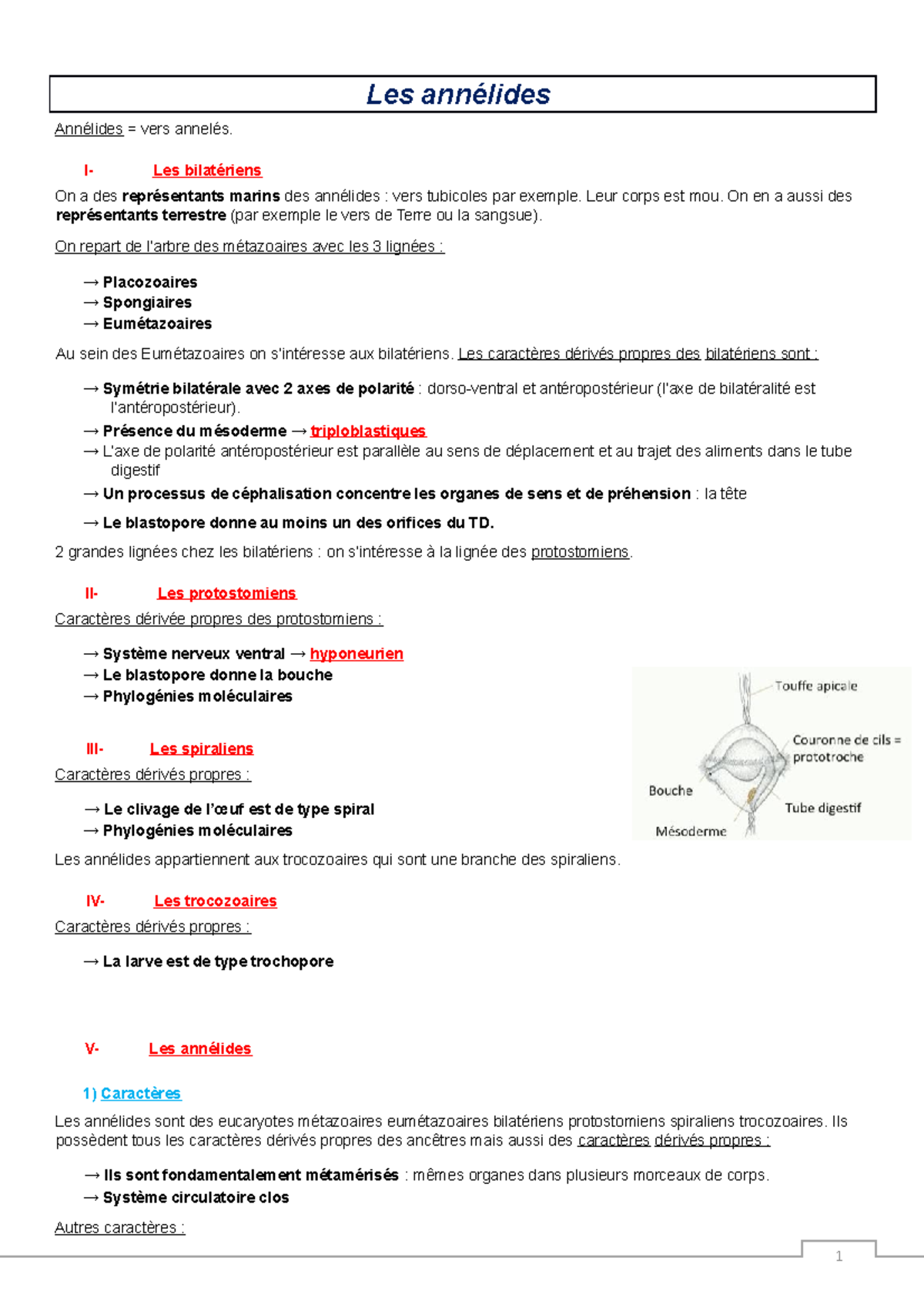 2-Les annelides - 1 Les annélides Annélides = vers annelés. I- Les ...