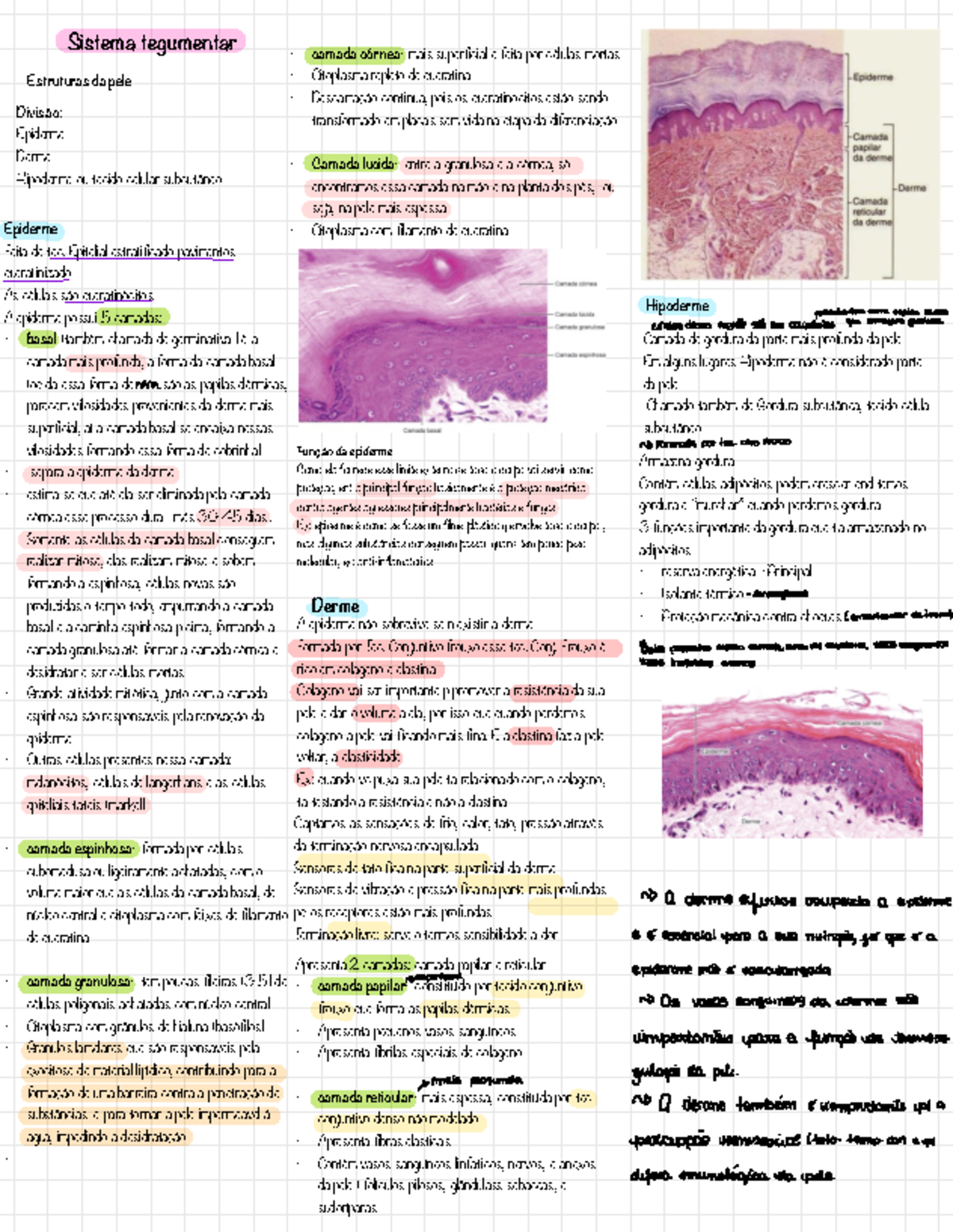 Apg 11 - neuro - Estruturas da pele Sistema tegumentar Divisão ...