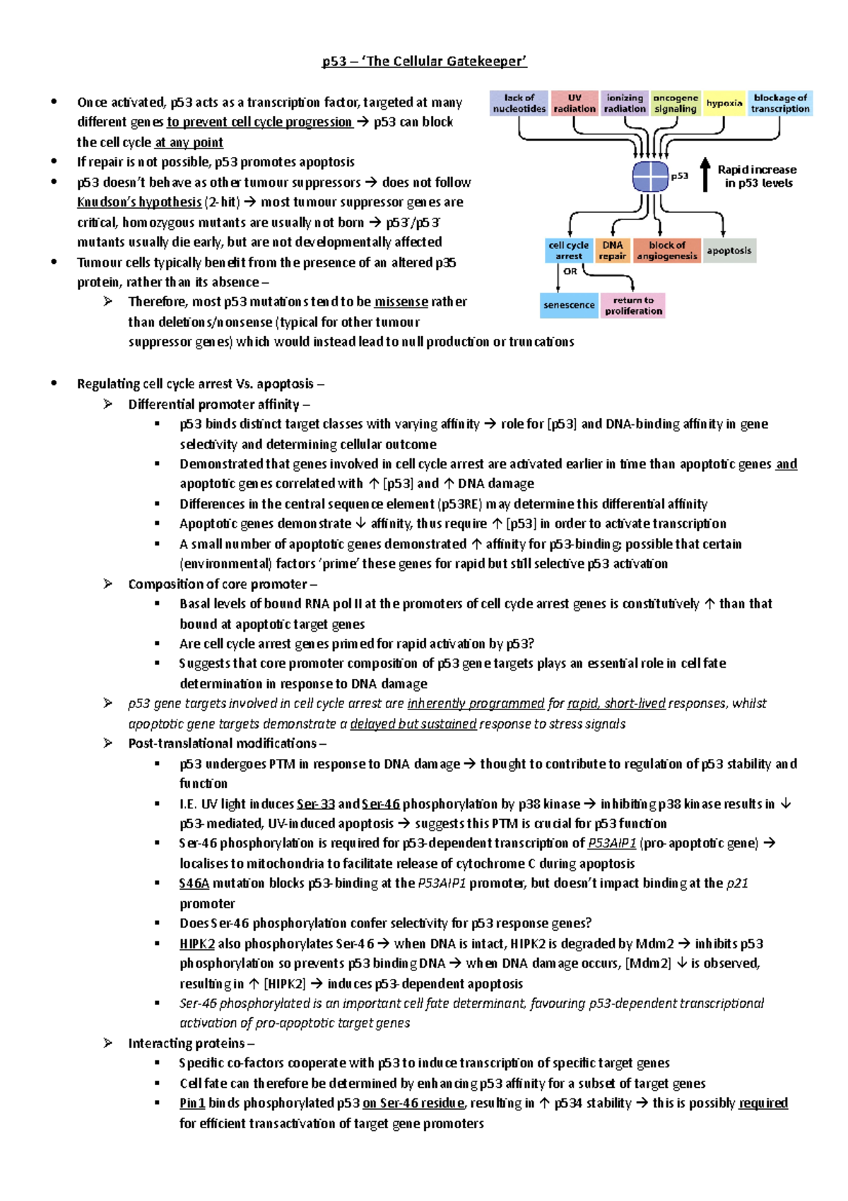 Lecture Notes, Lecture Na - p53 Cellular Once activated, p53 acts as a ...