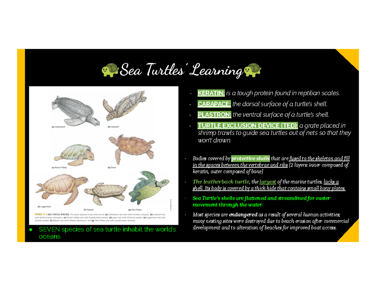 SEA TURTLES KEY CONCEPTS - Ȏ 0-/' .N -)$)"Ȏ _* - Studocu