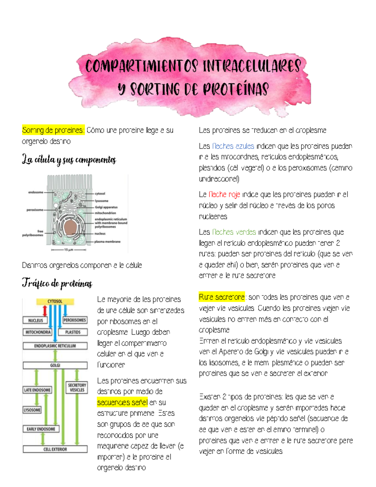 Resumen Biocel Compartimientos intracel - Sorting de proteÌnas: CÛmo ...