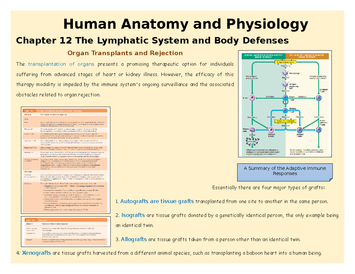 Human Anatomy and Physiology - Human Anatomy and Physiology Chapter 12 ...
