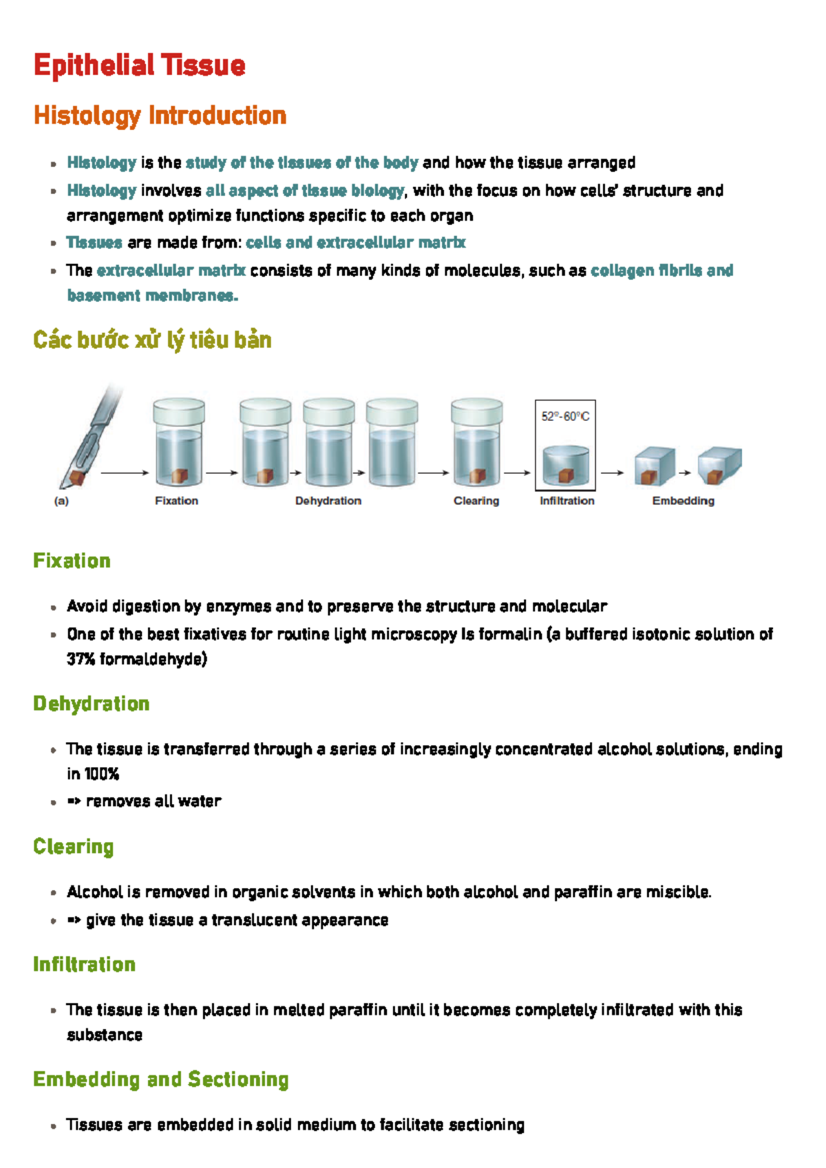 Epithelial Tissue - Epithelial Tissue Histology Introduction Histology ...