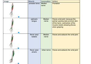 Muscles of the arm table - Muscle Origin Insertion Innervation Action ...