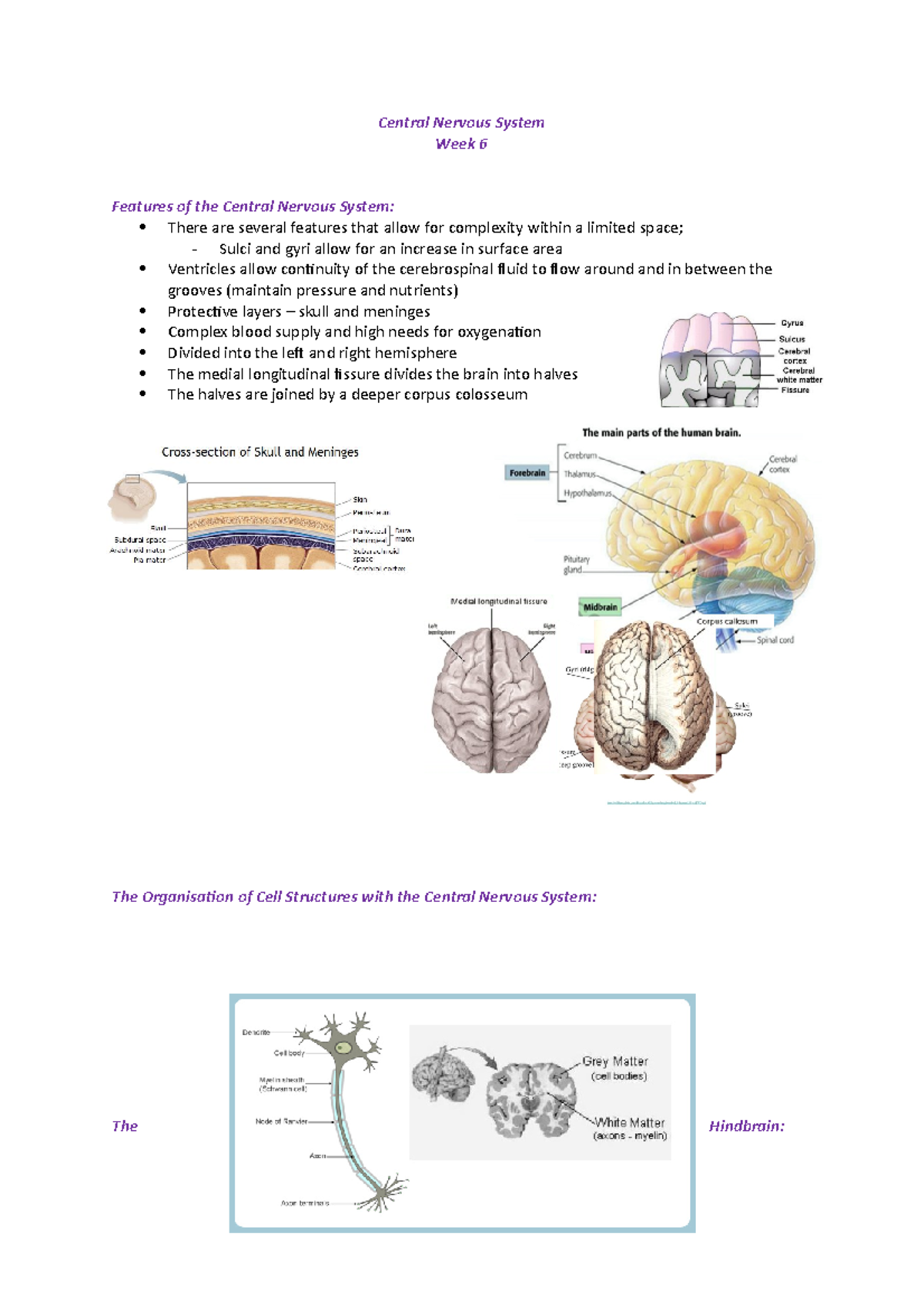 CNS Week6 - Central Nervous System lecture notes - Tutor: Sue - Central ...