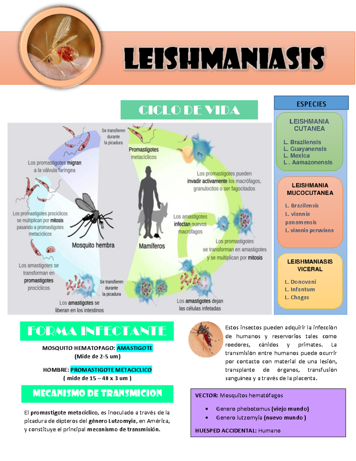 Leishmania - LEISHMANIASIS CICLO DE VIDA LEISHMANIA CUTANEA L ...
