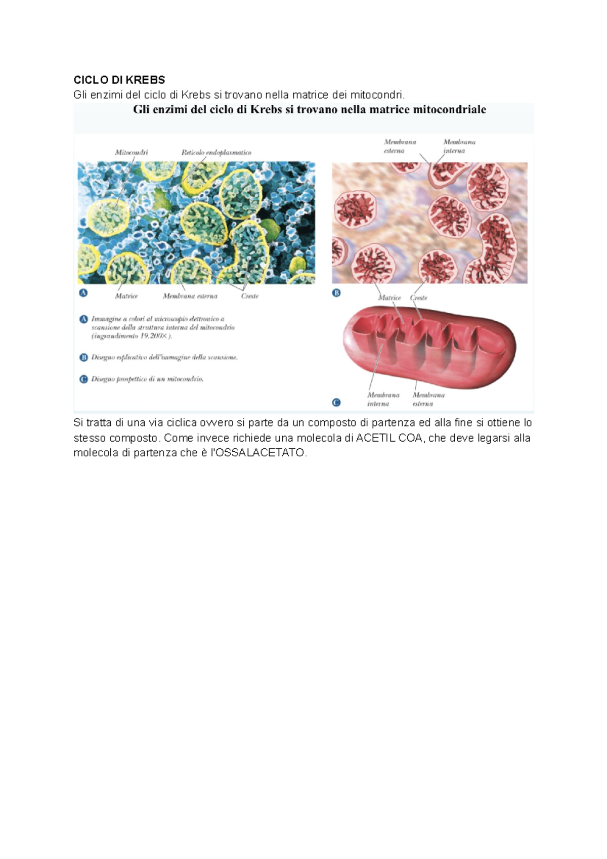Cilco DI Krebs - CICLO DI KREBS Gli enzimi del ciclo di Krebs si ...