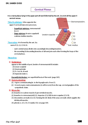 Styloid Apparatus - Head and Neck Anatomy ( atlas included ) - DR ...
