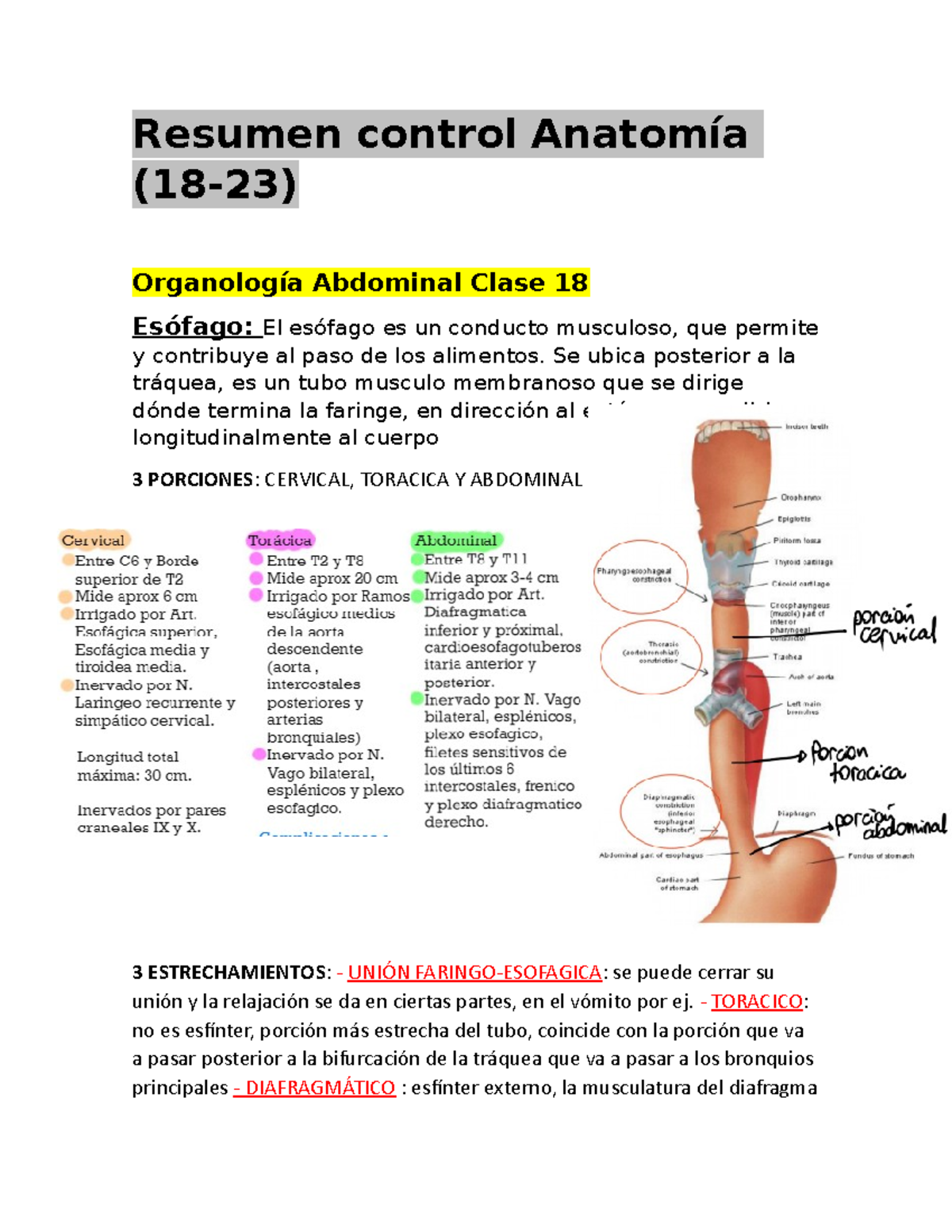 Resumen anato control 18-23 - Resumen control Anatomía (18-23 ...