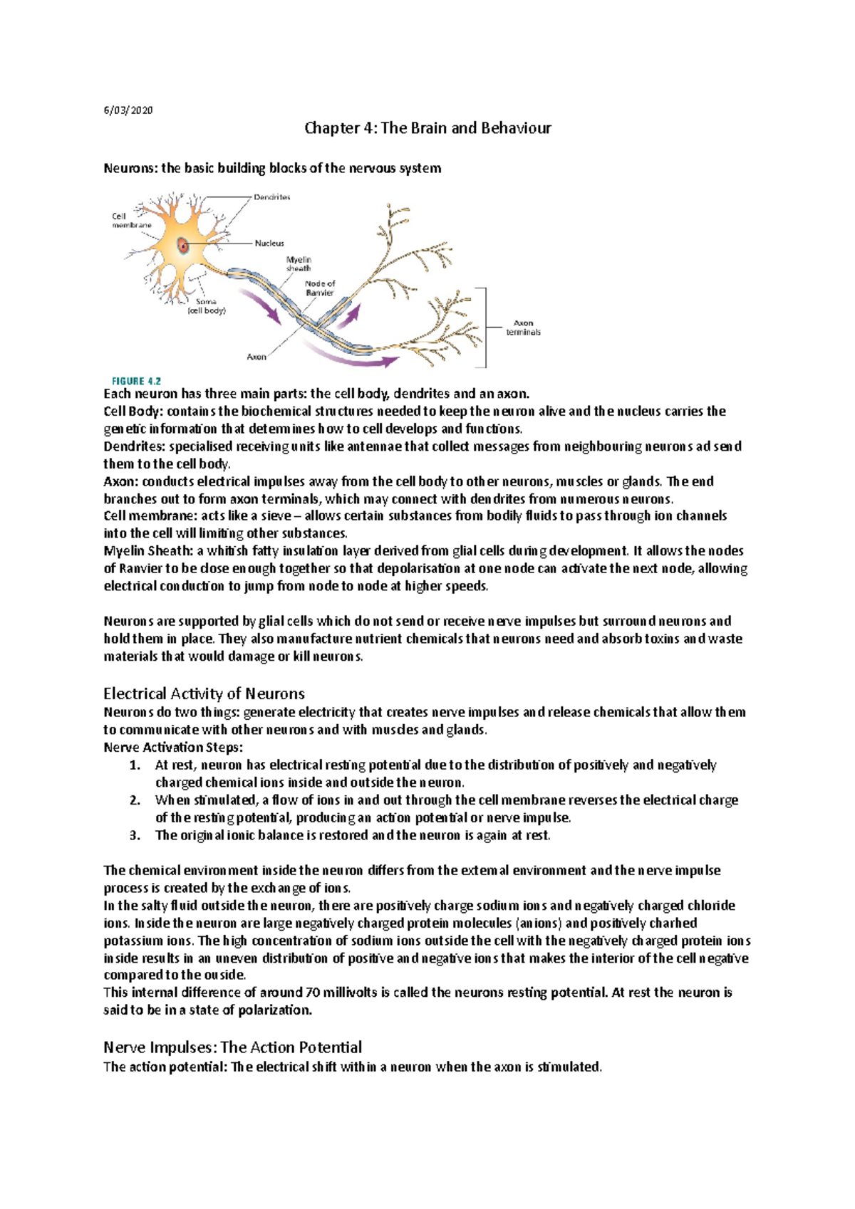 PSYCH1101 Chapter 4 Part 1 - 6/03/ Chapter 4: The Brain and Behaviour ...