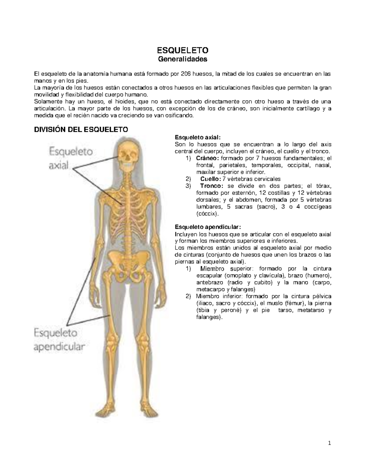 03Gener Esq Huesos - Nota: 8.0 - ESQUELETO Generalidades El esqueleto ...