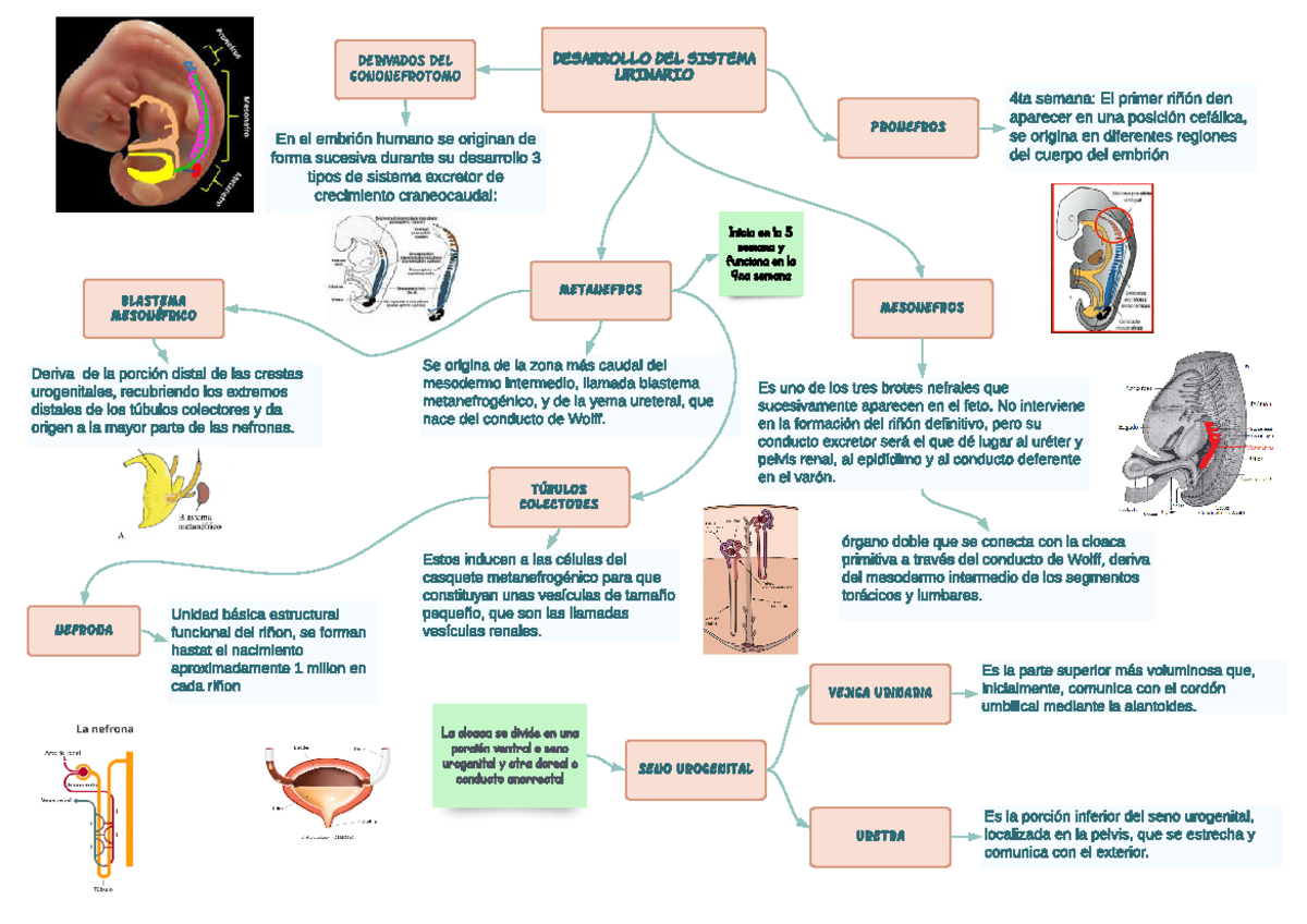 Sistema Urinario - S.U: Mesonefros, metanefros y pronefros. - De s ar r ...