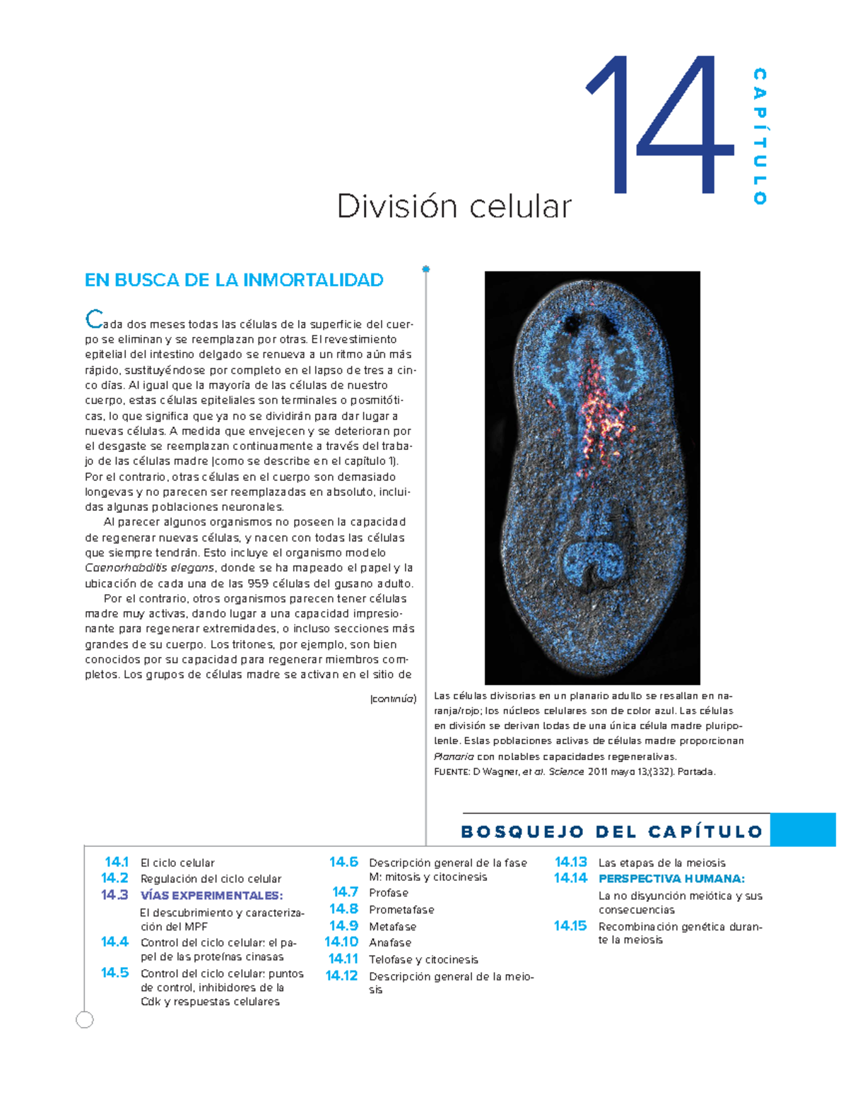 Capitulo 14. Libro de Karp. Mitosis - EN BUSCA DE LA INMORTALIDAD Cada ...