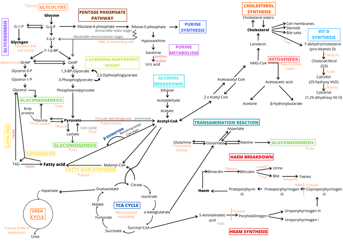 Metabolism Poster - Final - G-6-P F-6-P DHAP GA3P Glycerol-1-P Glycerol ...